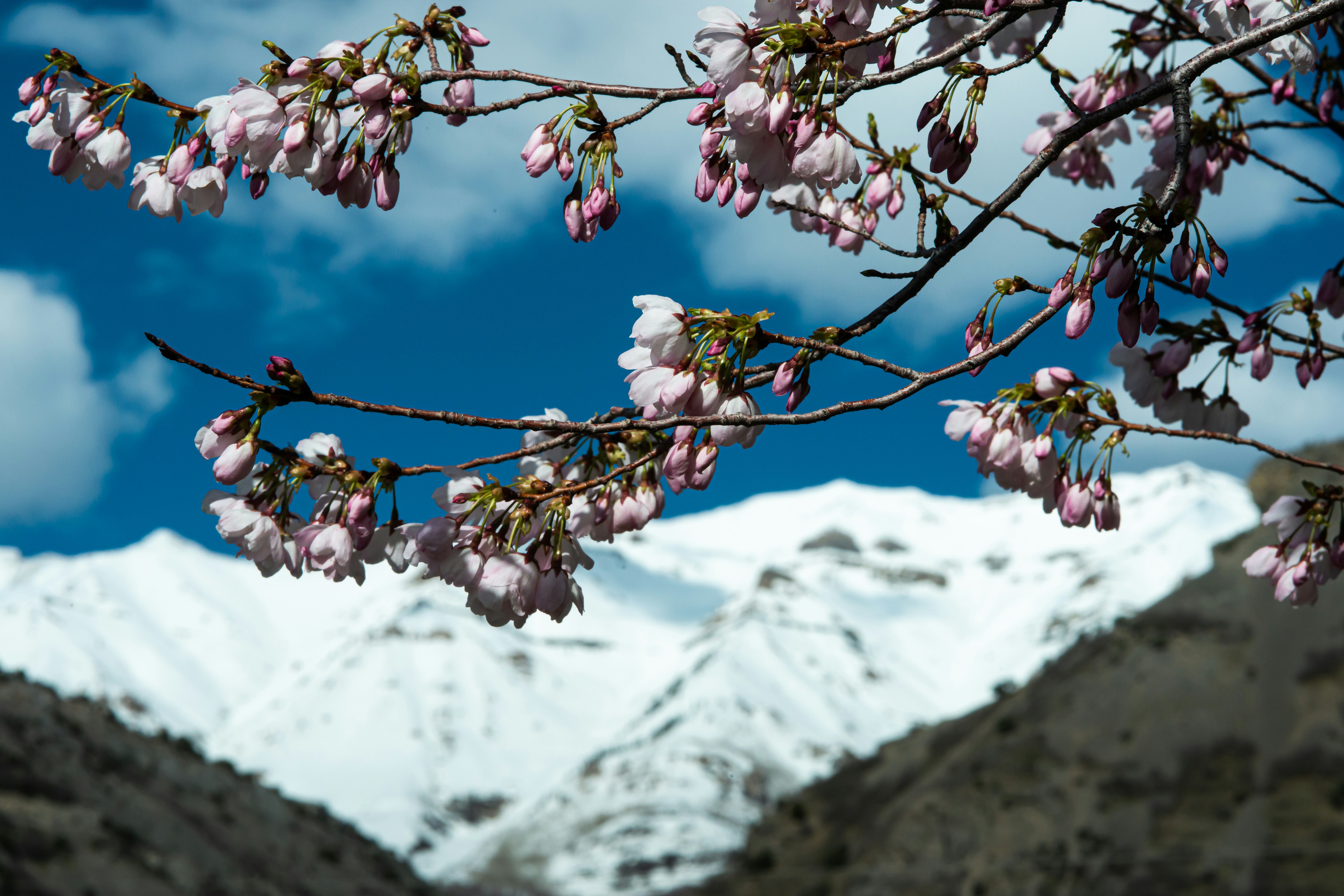 Blossoms over a snow-kissed Alpine vista under a cobalt sky