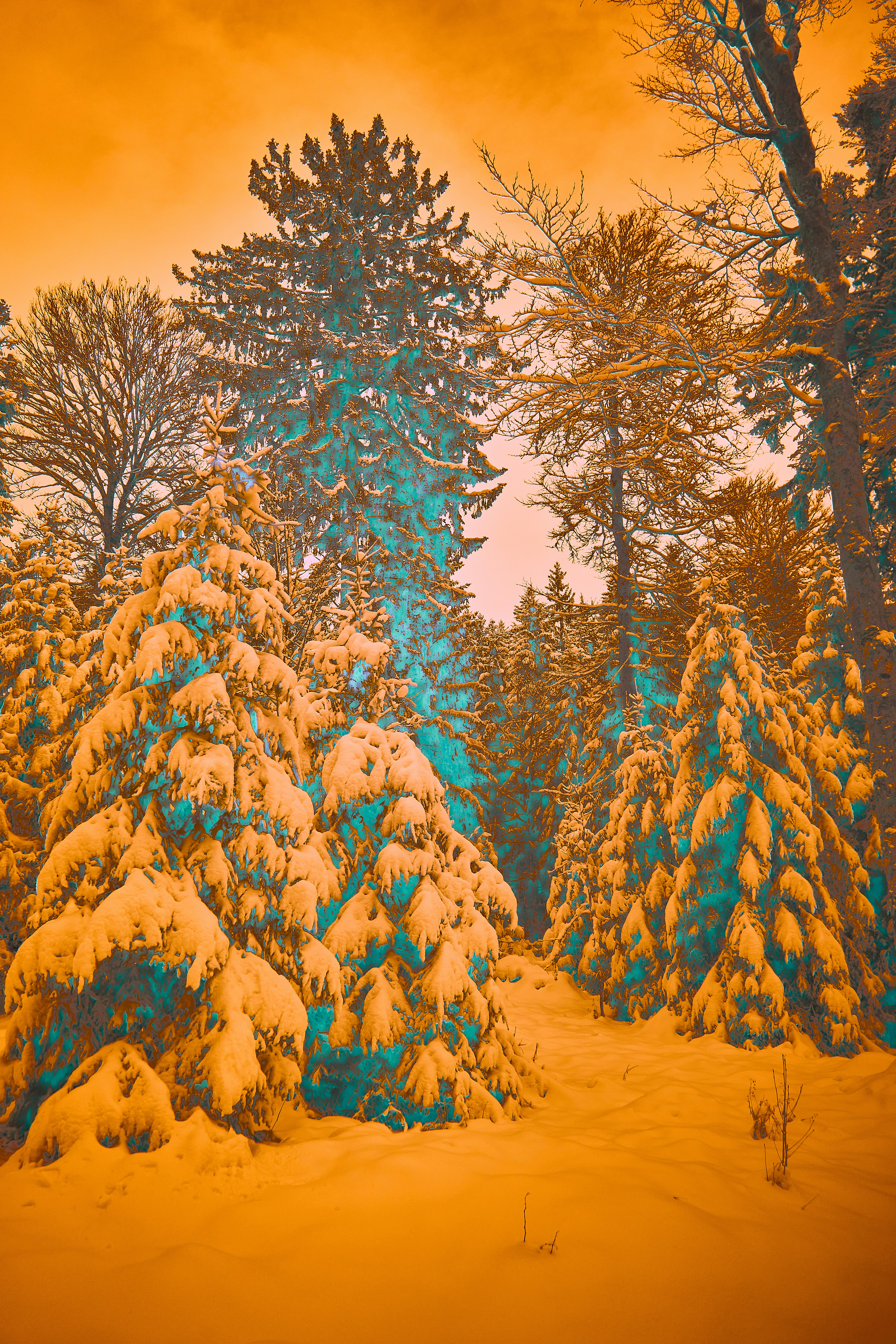 Teal Trails and Ember Sky: a Winter Forest Path