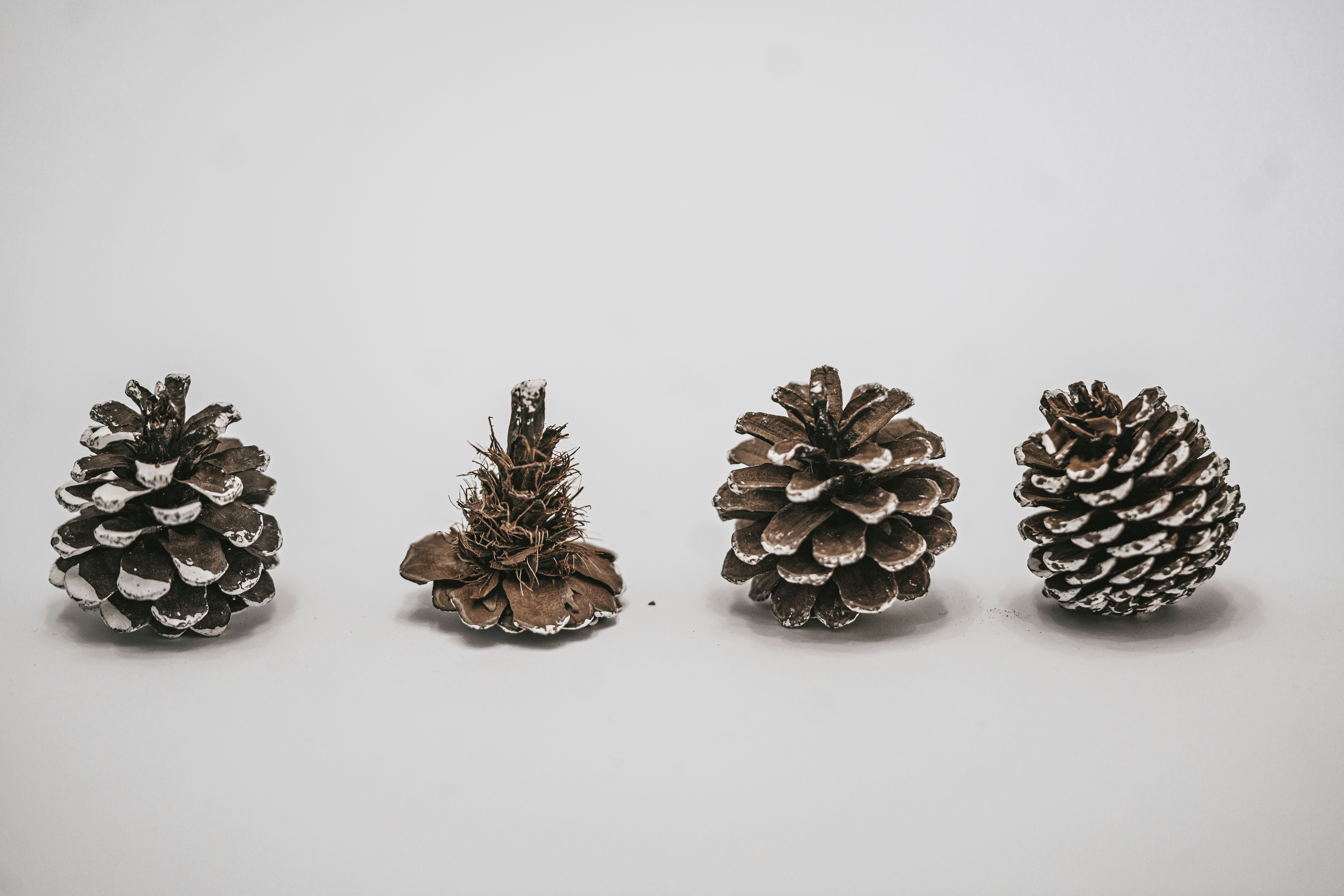 Frost-Kissed Quartet: Pinecones on a Minimal White Stage