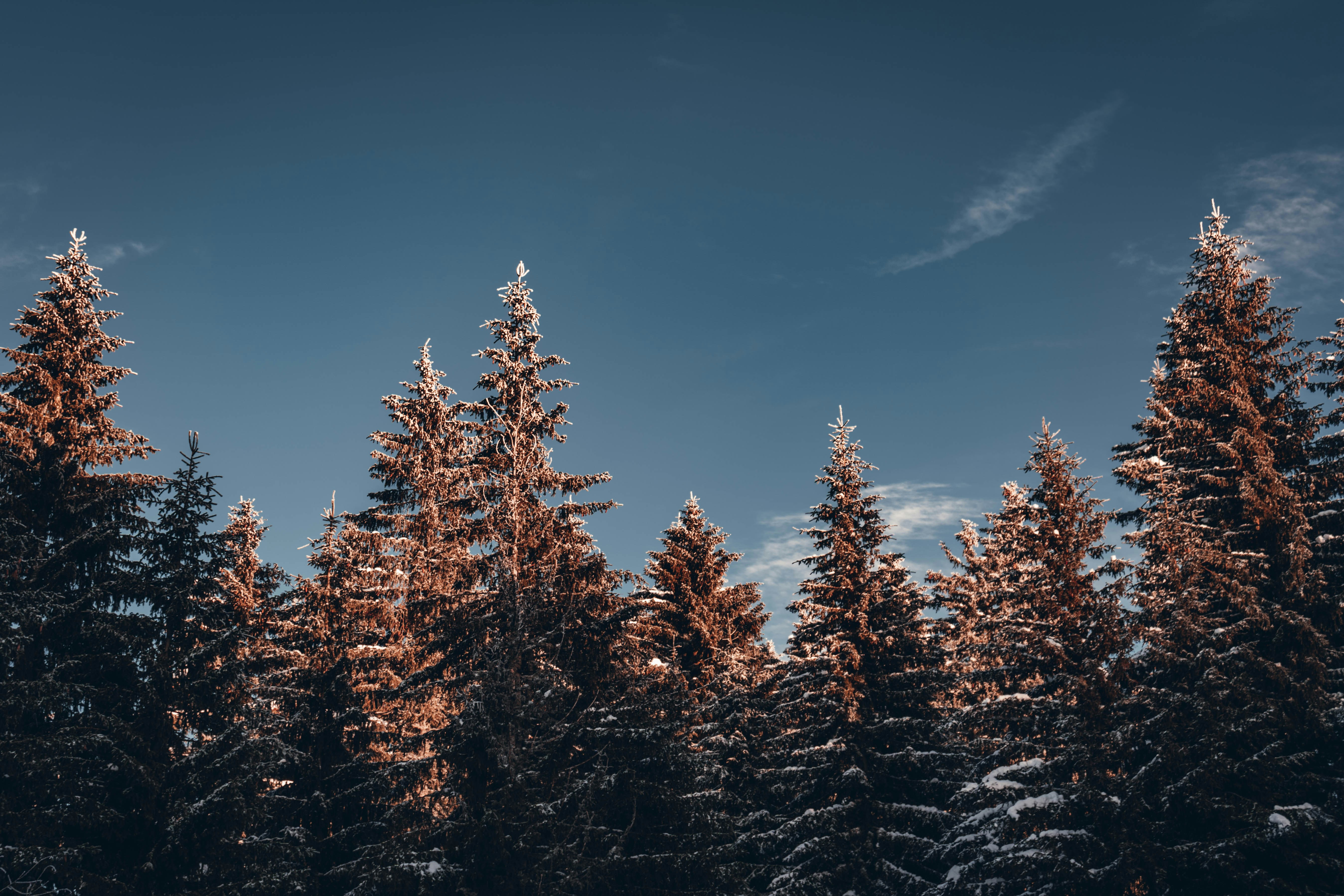Green pine trees under blue sky during daytime photo – Free Tree Image ...