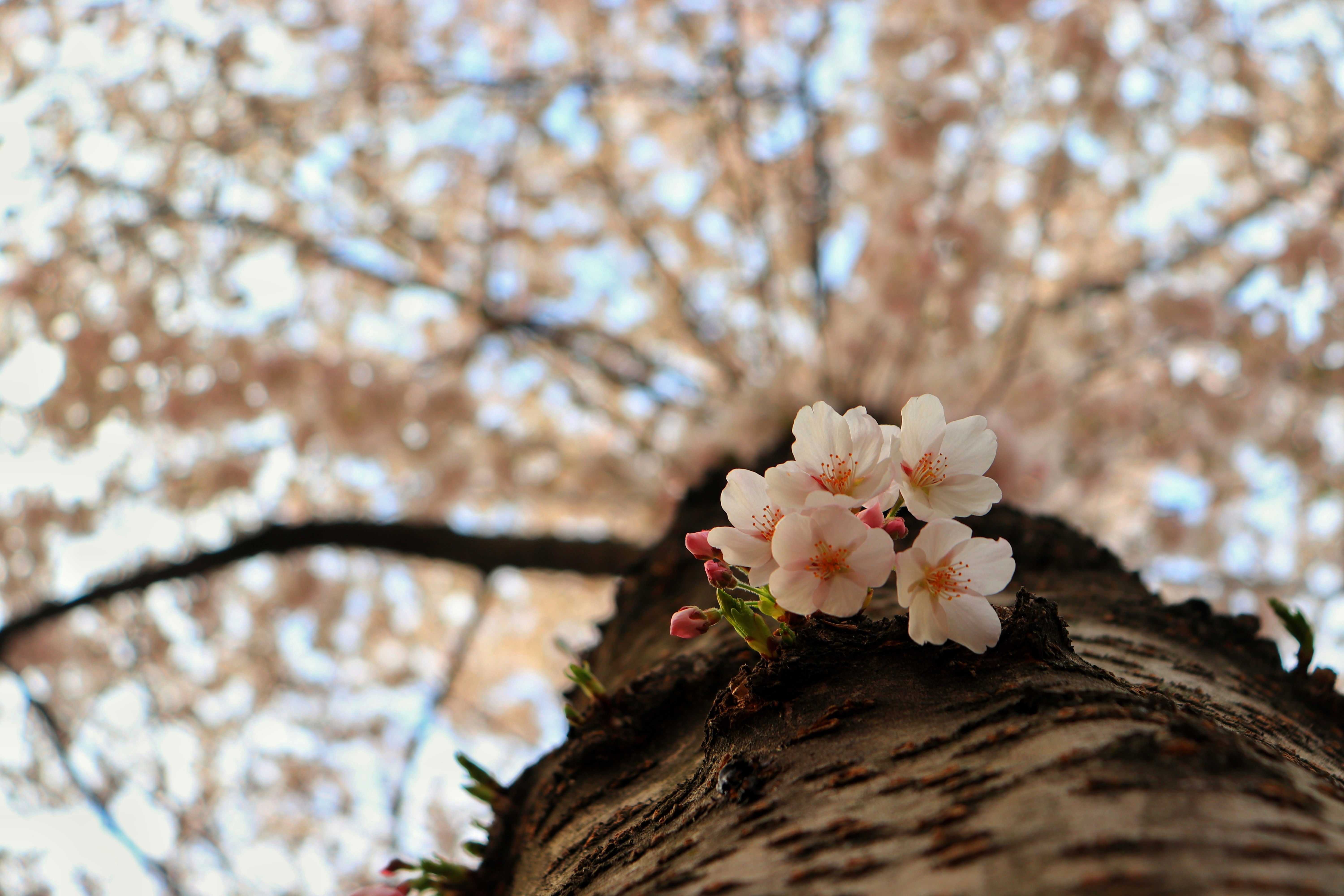 white cherry blossom in bloom during daytime