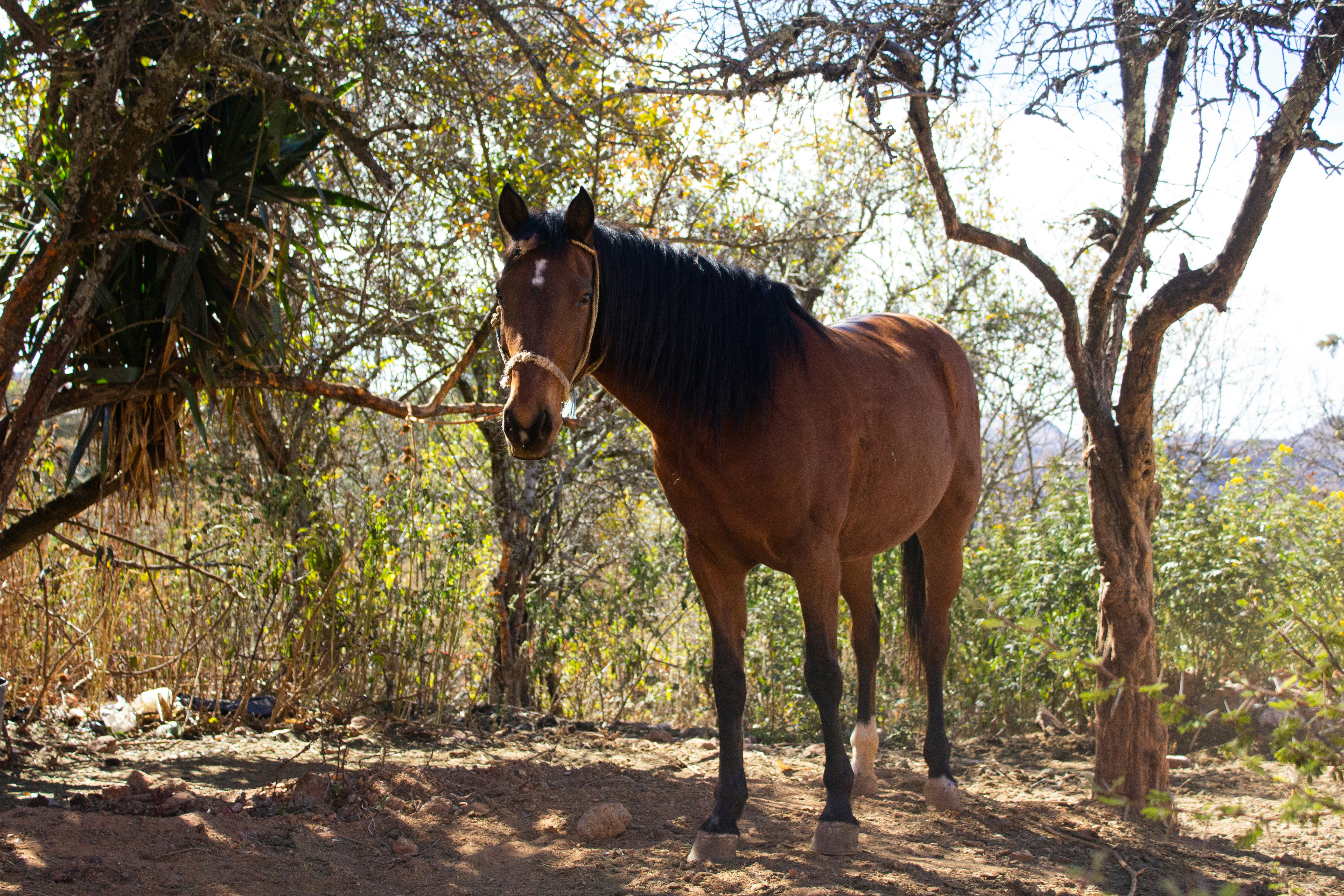 Horse under dappled shade: calm silhouette on a sunlit path