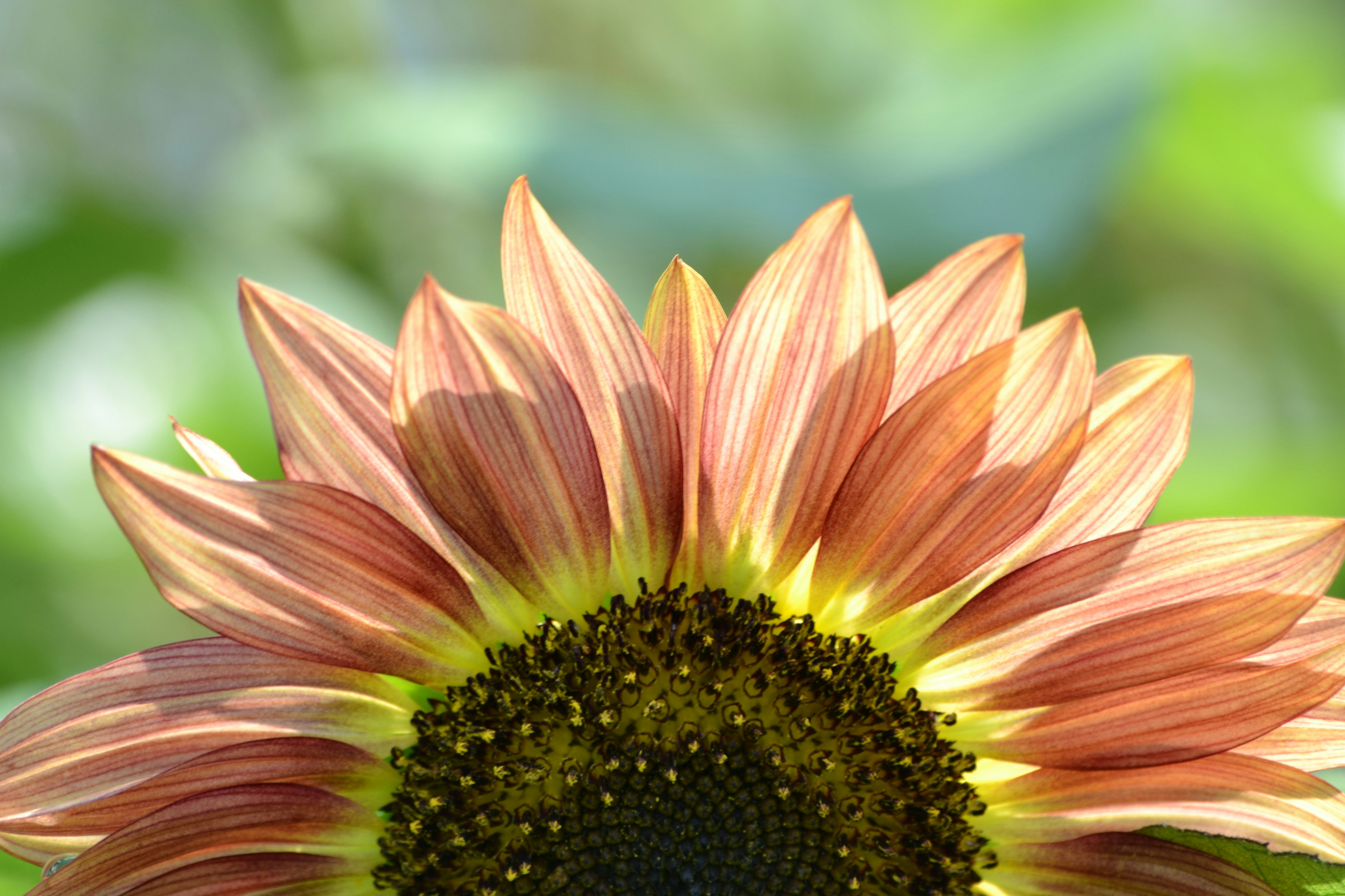 Sunburst Center: A Sunflower’s Radiant Bloomup Close