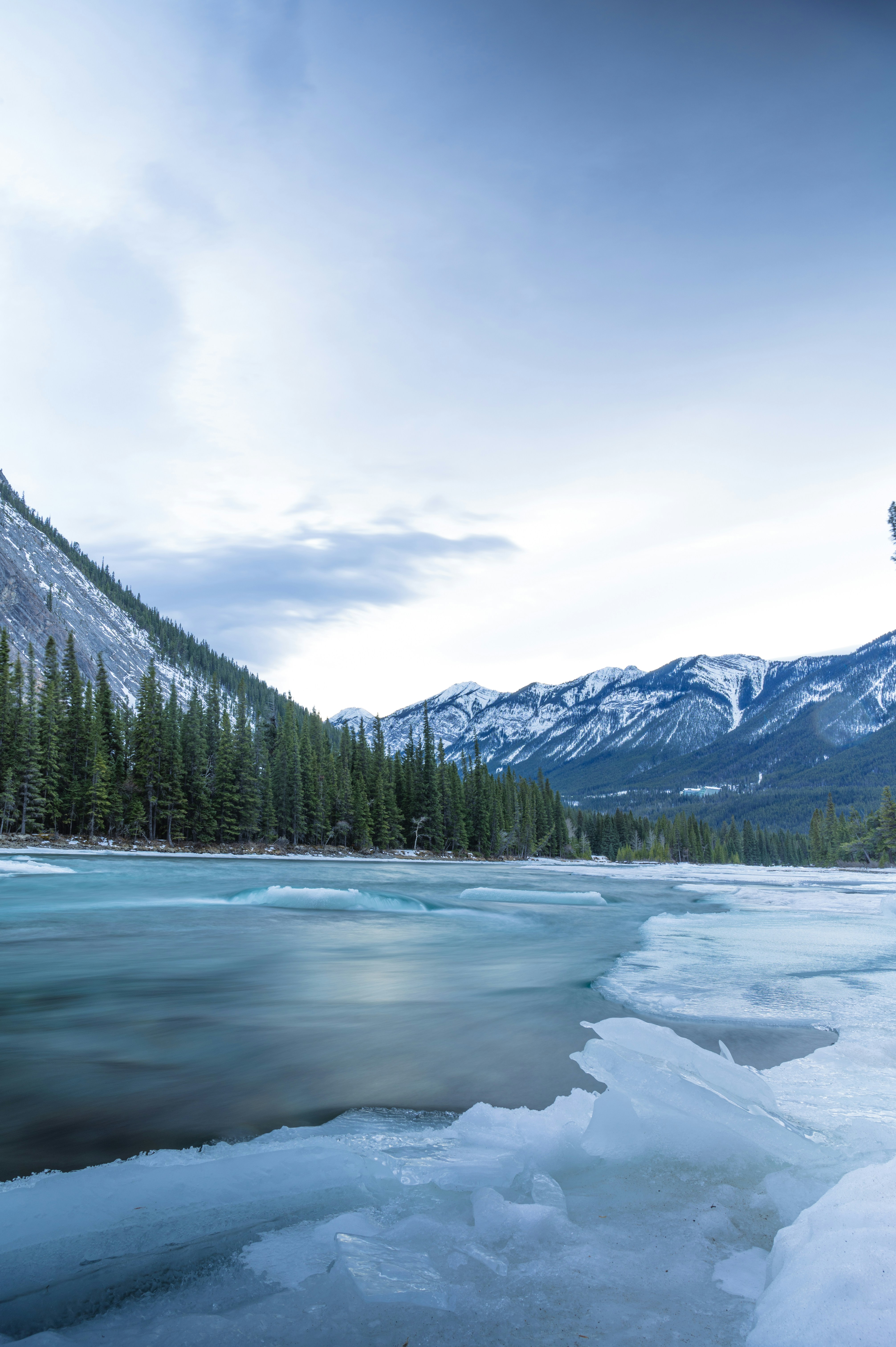 Foto Pinos verdes cerca del lago y la montaña cubierta de nieve durante ...