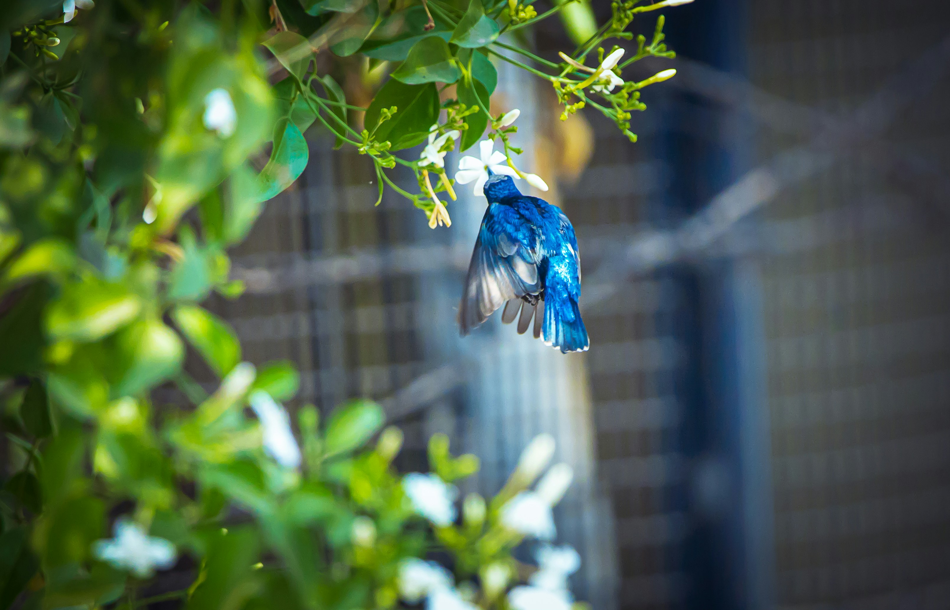 Azure Hummingbird Between White Blooms and Green Veil