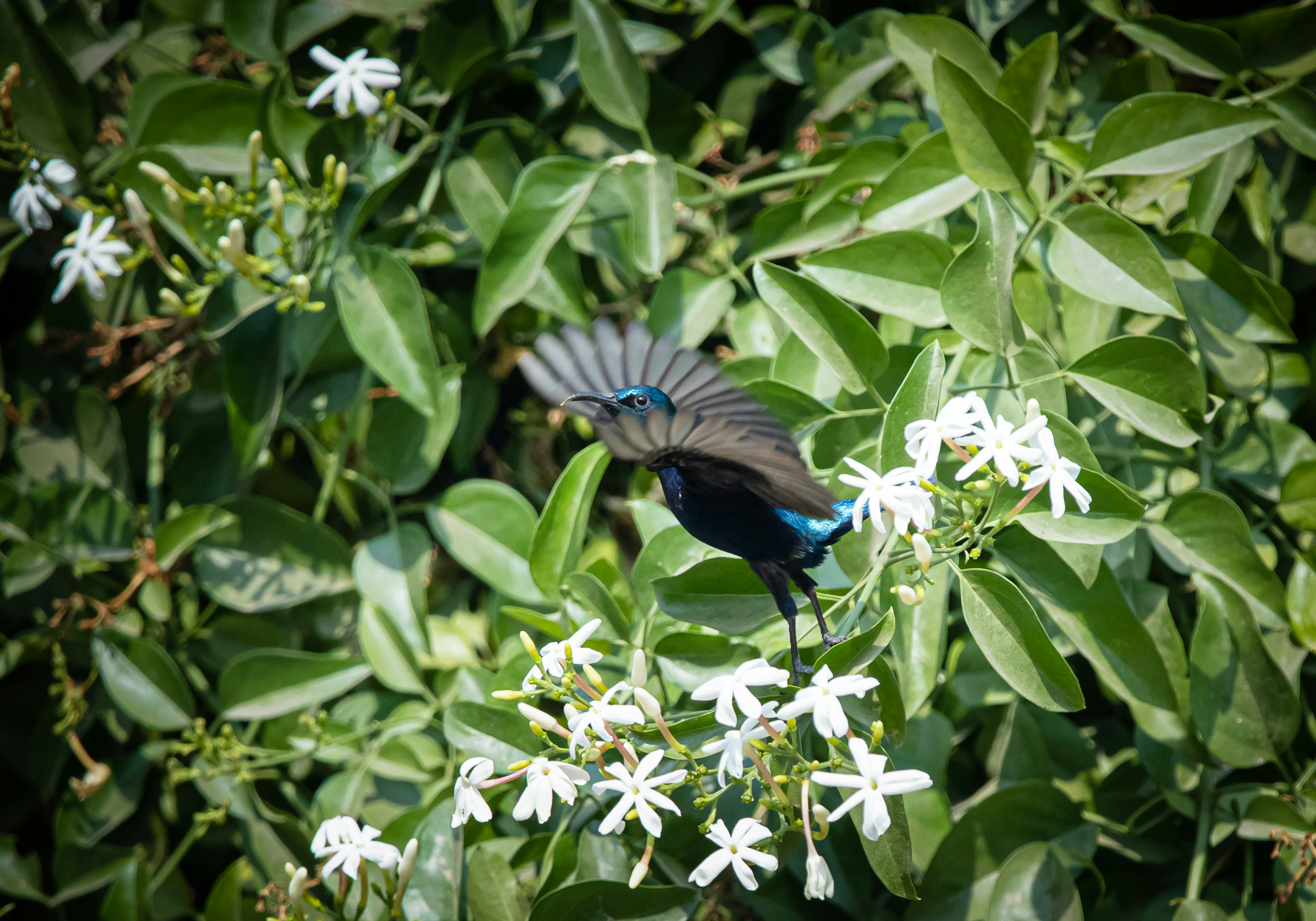 A vibrant bird with iridescent blue feathers flits among delicate white flowers, showcasing its elegance against a lush green backdrop.