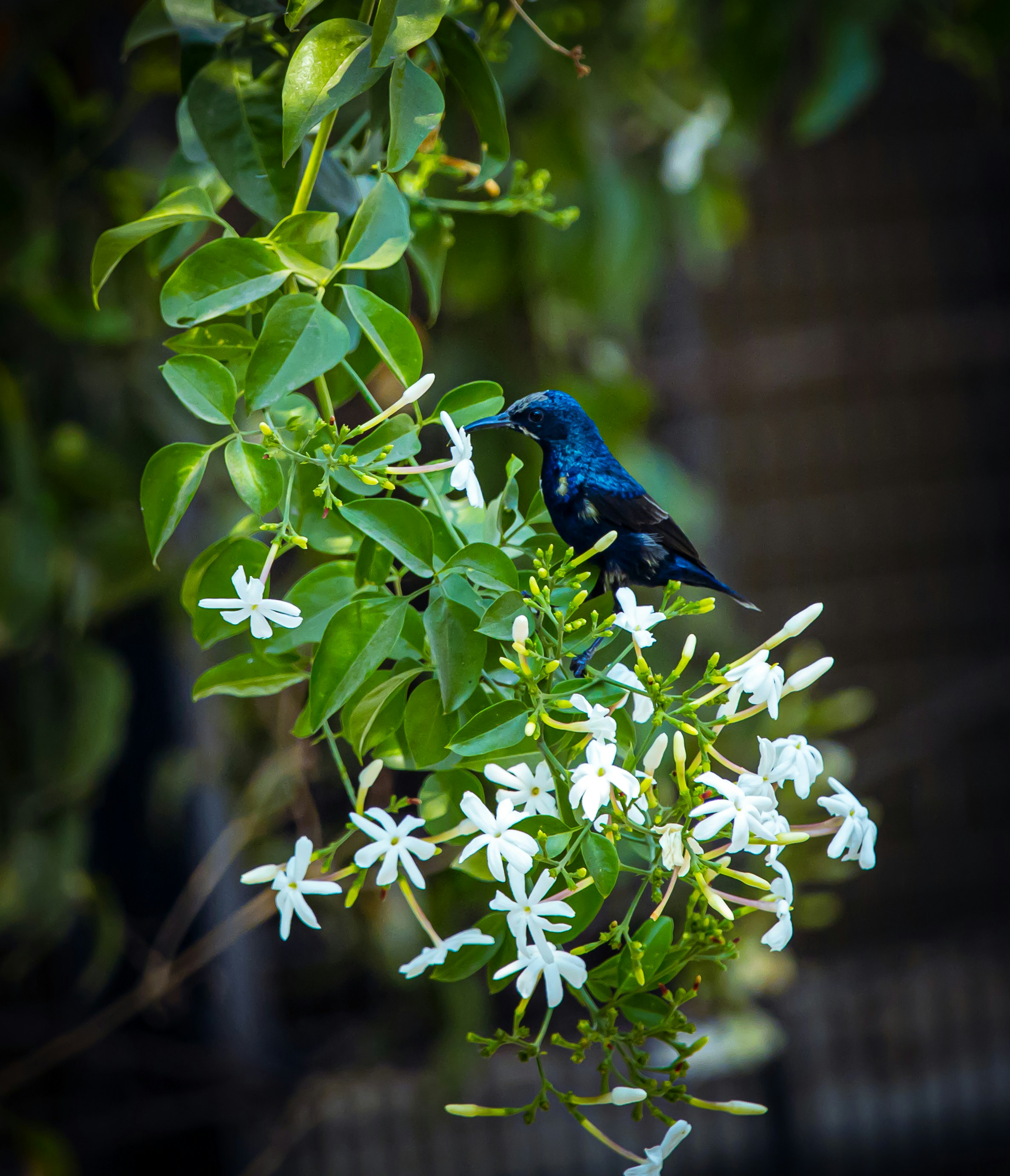 Iridescent Blue Sunbird Among White Star Jasmine Blooms