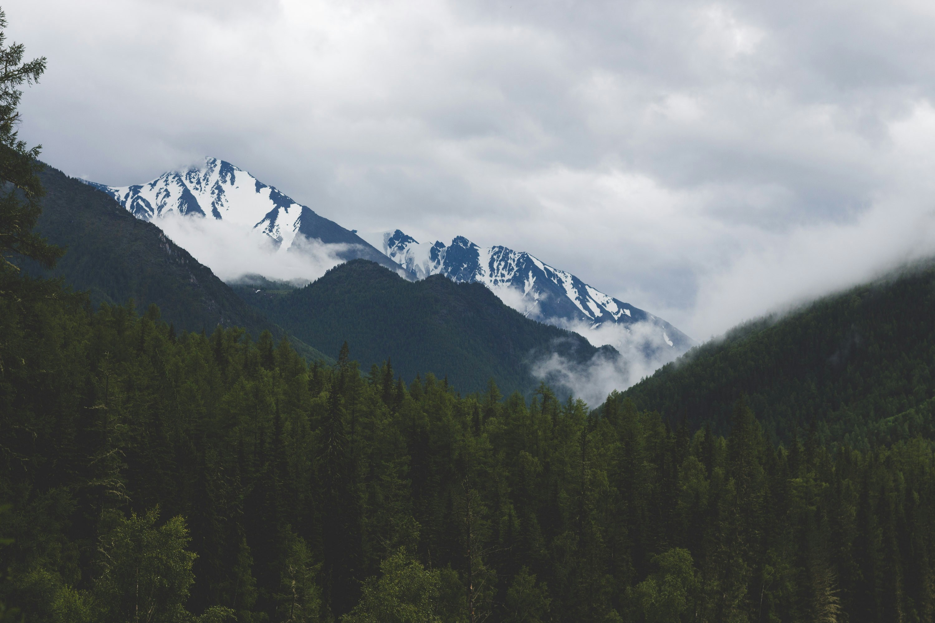 Snow-draped mountain peaks rise above a dense spruce forest under a cloudy, mist-laden sky.