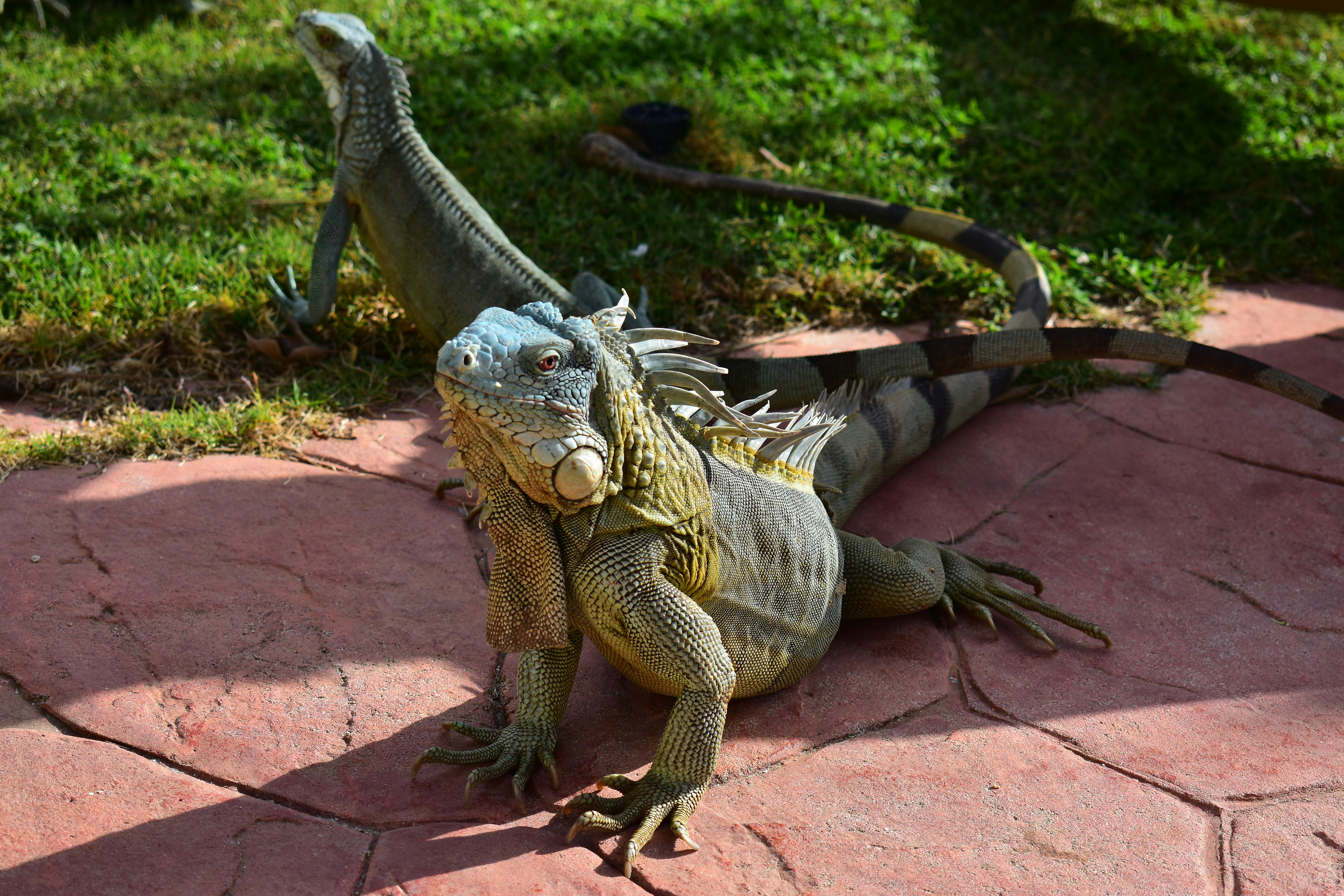 Iguana on Sun-Warmed Terracotta: A Quiet Portrait in Green