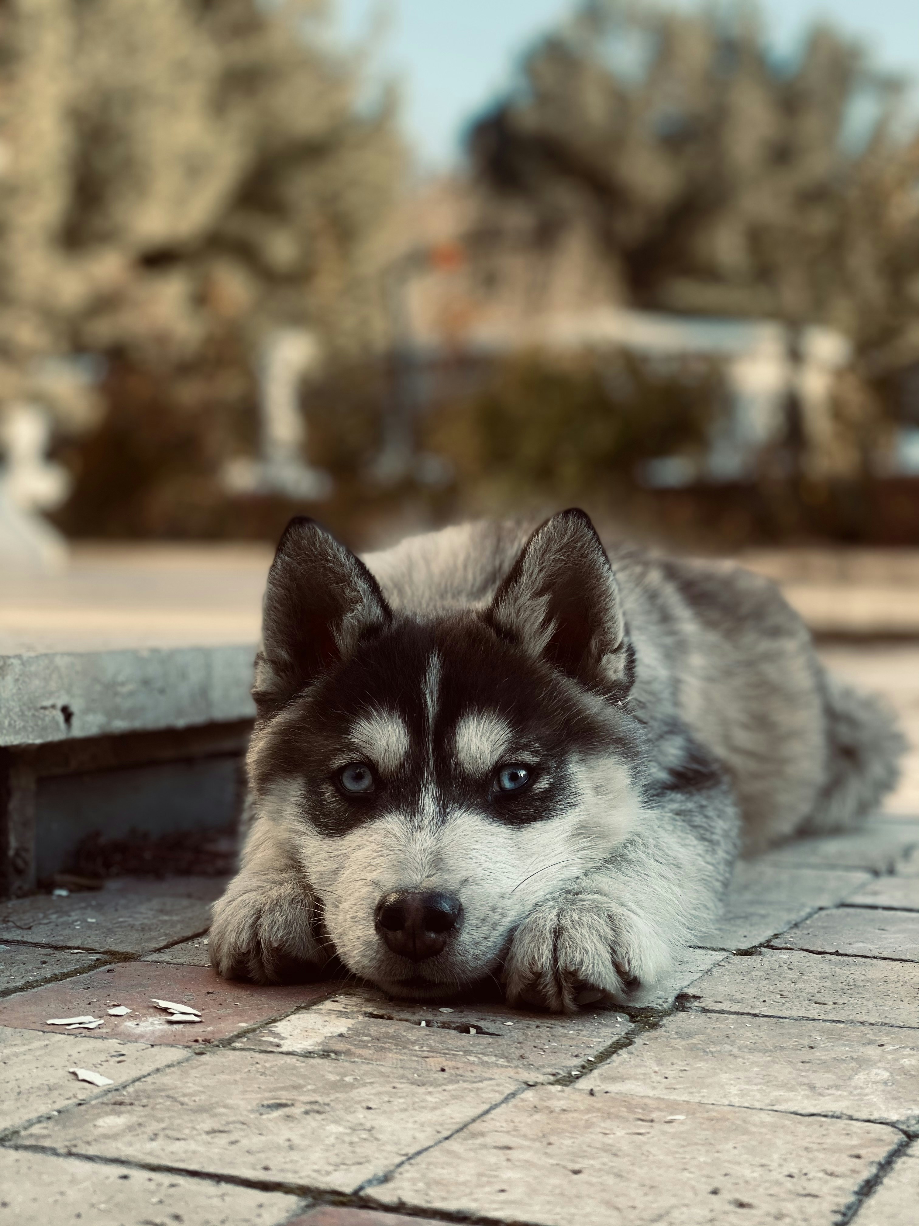 Husky Nero E Marrone