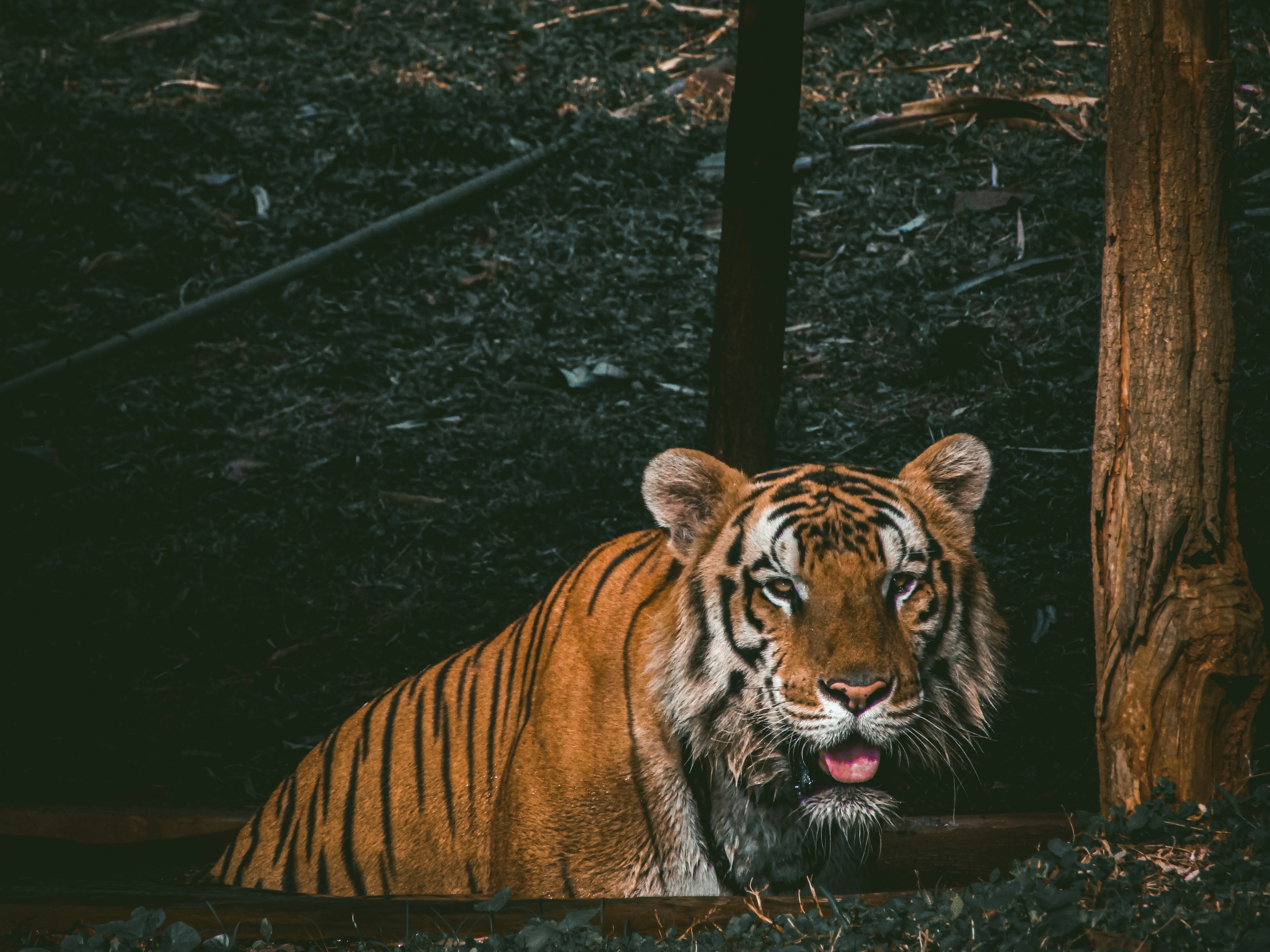 Tiger crouches at the water's edge in a dim, forest-like enclosure, its orange coat and bold stripes stark against the shadowy background.