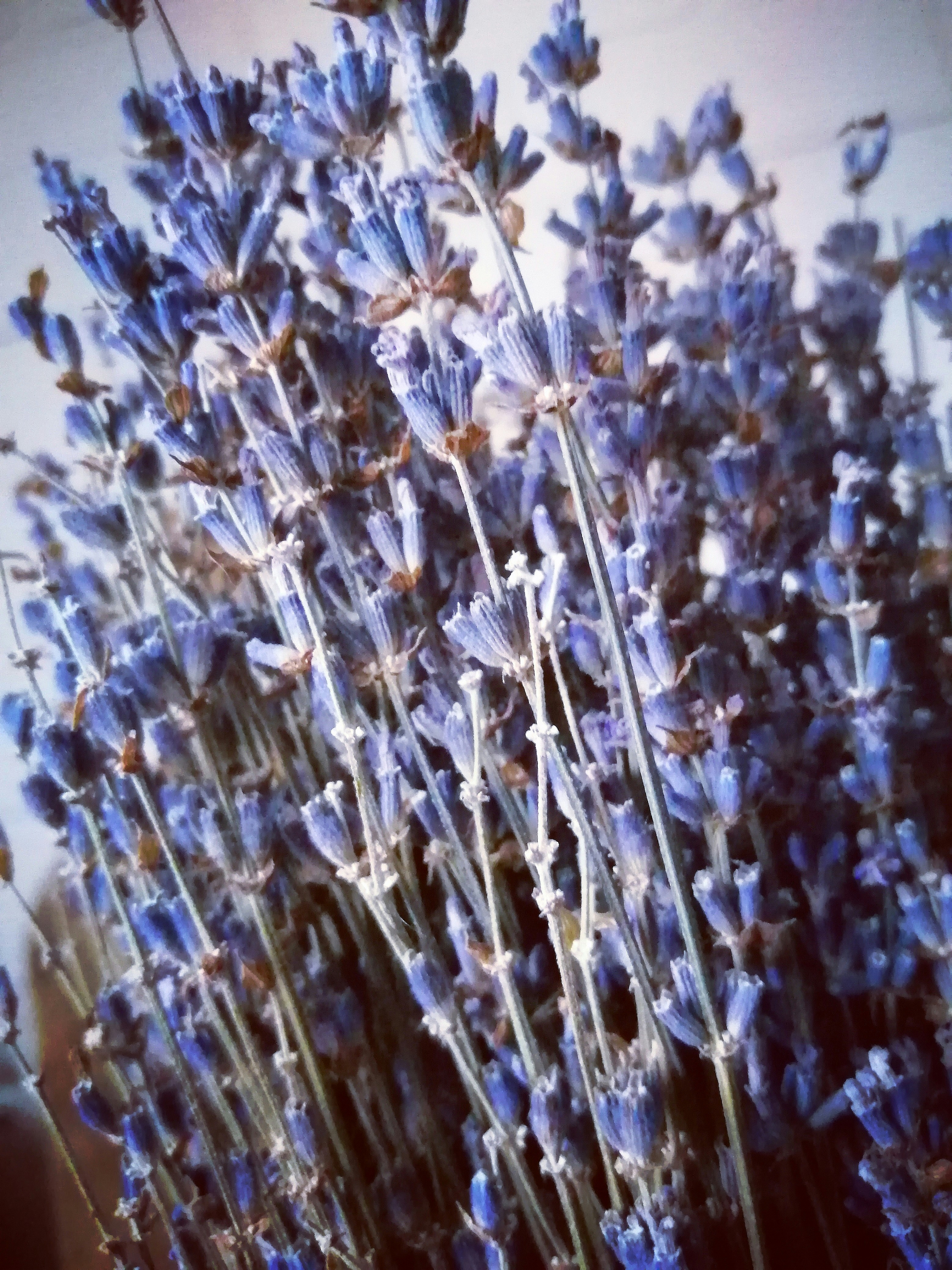 Lavender in Focus: a field of purple stems leaning toward the lens