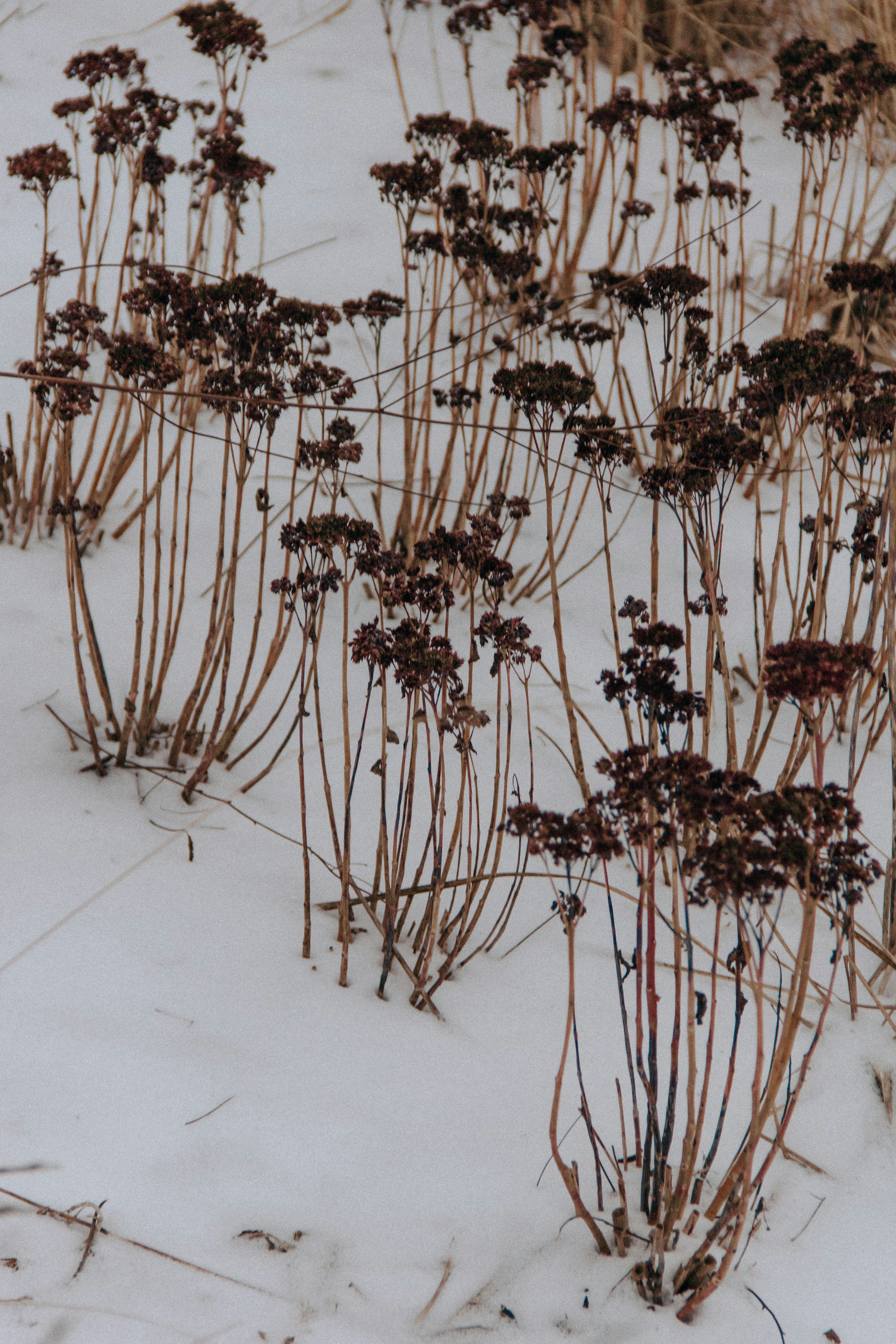 Winter Skeletons Crown a Quiet Snowfield