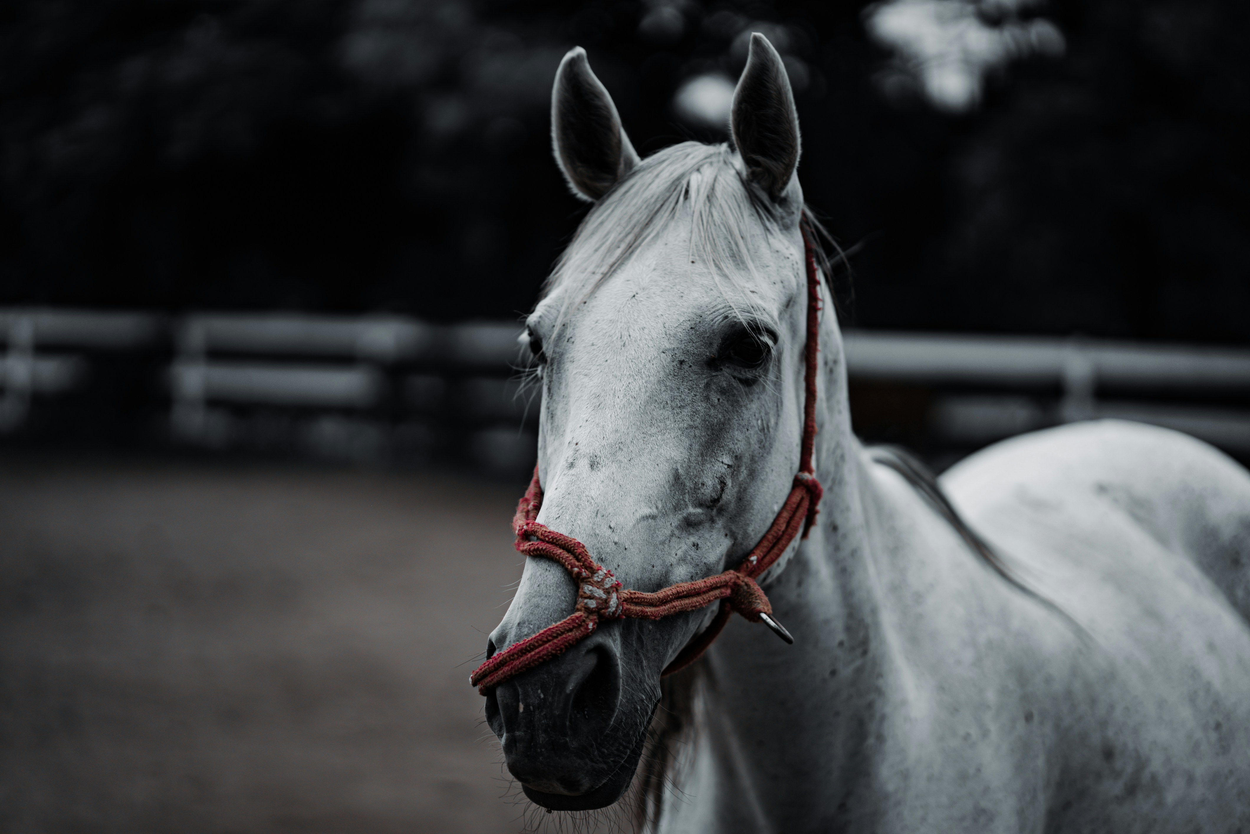 White Hanoverian Horse