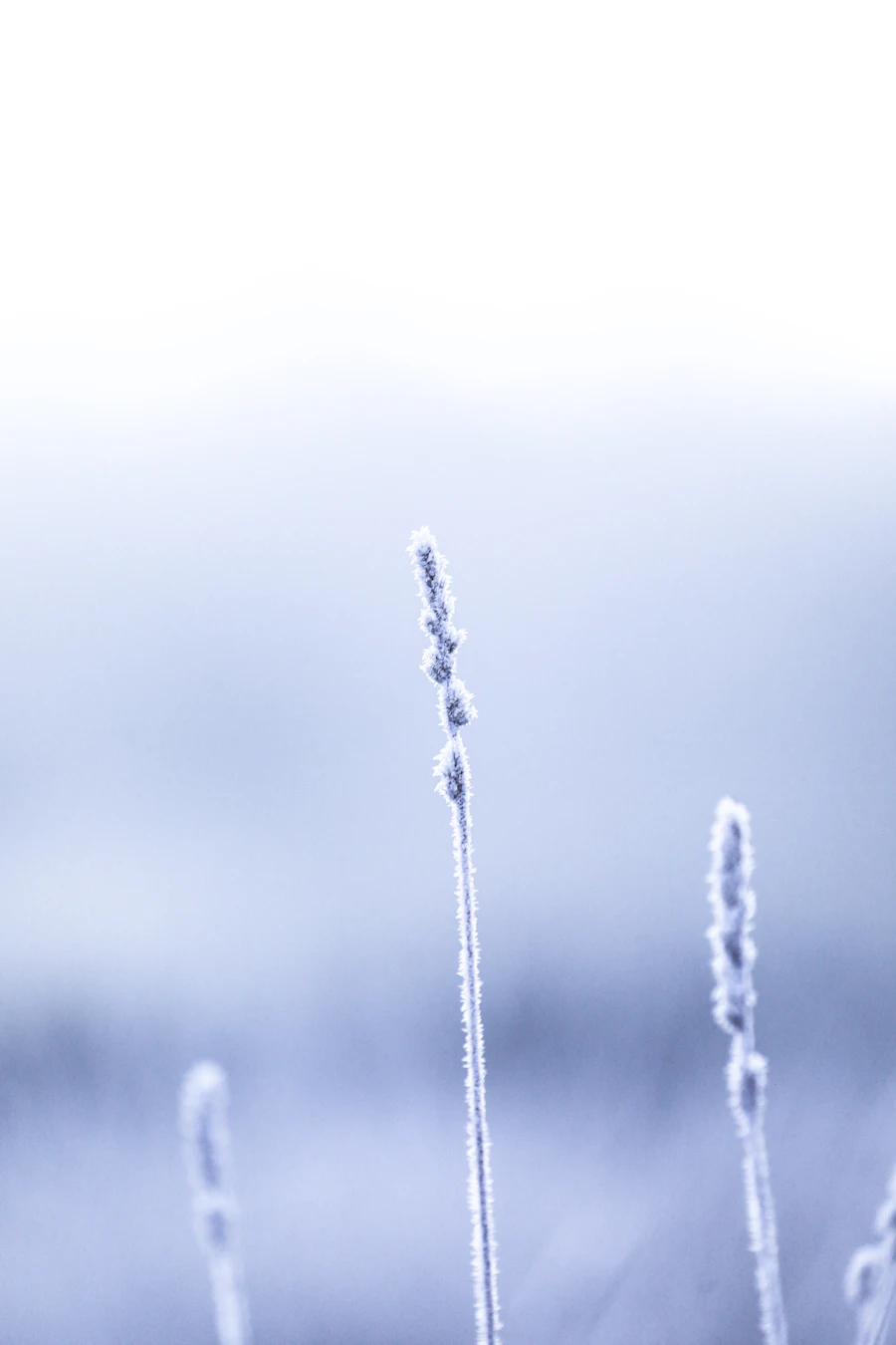 Delicate frost-covered grass stems rise against a pale blue, softly blurred winter background. The tallest stem sits near the center with a few out-of-focus stems framing the scene.