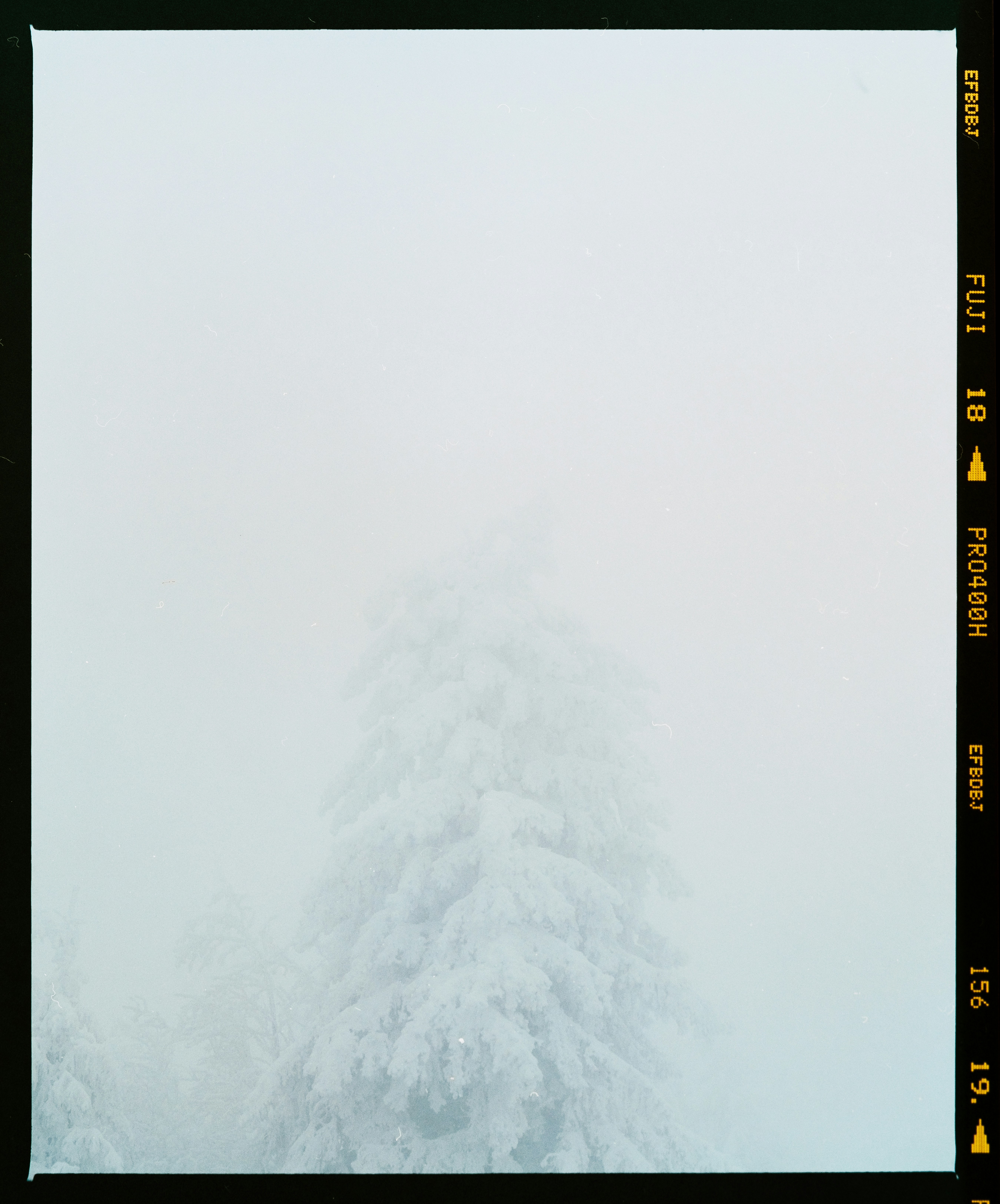 Snow-Laden Fir Pierces the Haze