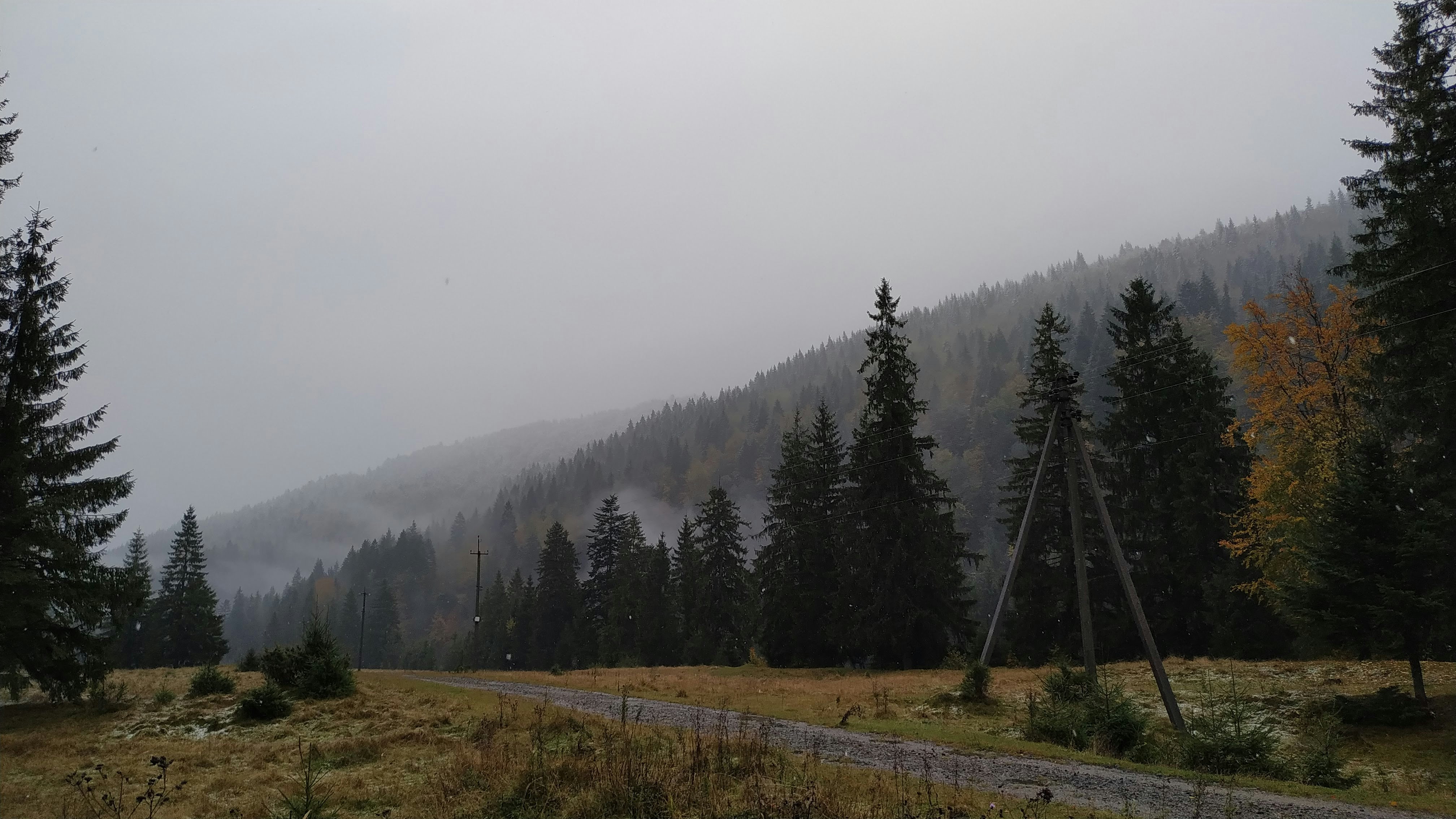 A serene landscape featuring a fog-covered hillside dotted with evergreen trees, leading to a winding path. The muted colors create a tranquil atmosphere.