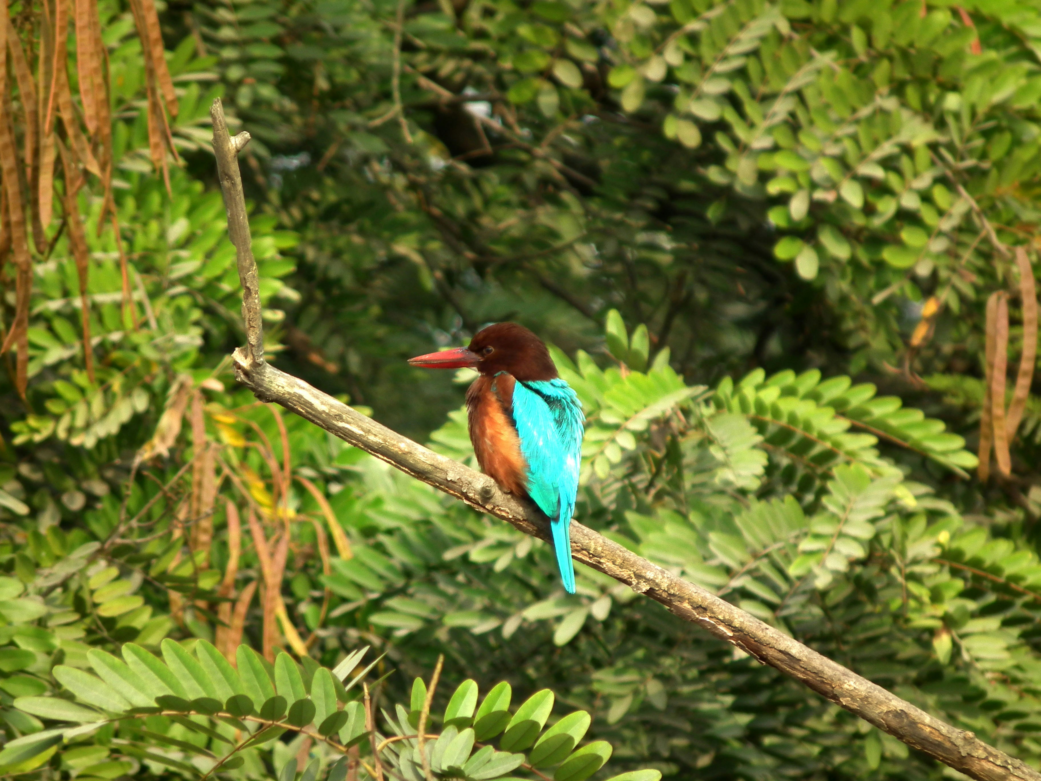 Kingfisher with turquoise-blue wings and chestnut head perches on a diagonally angled branch amid dense green foliage.