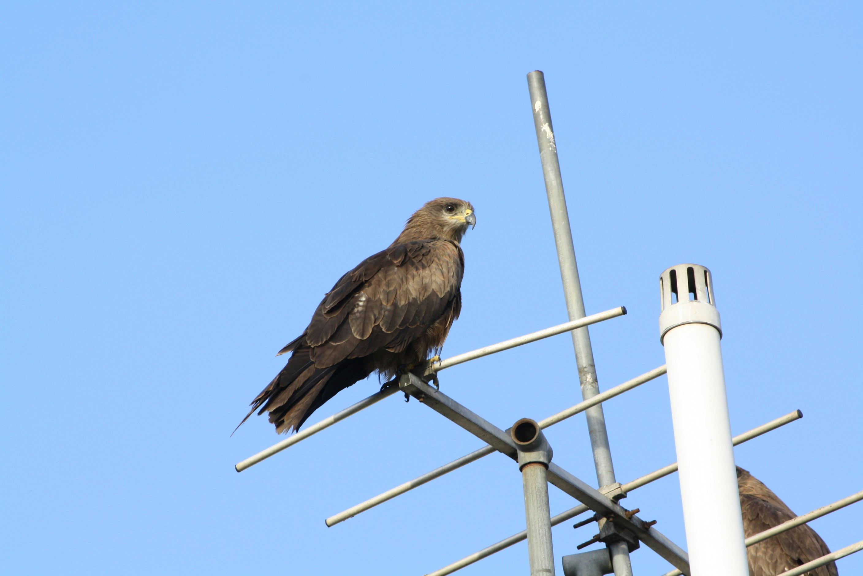 A hawk perched on a metal antenna against a clear blue sky, showcasing its keen gaze and majestic presence.