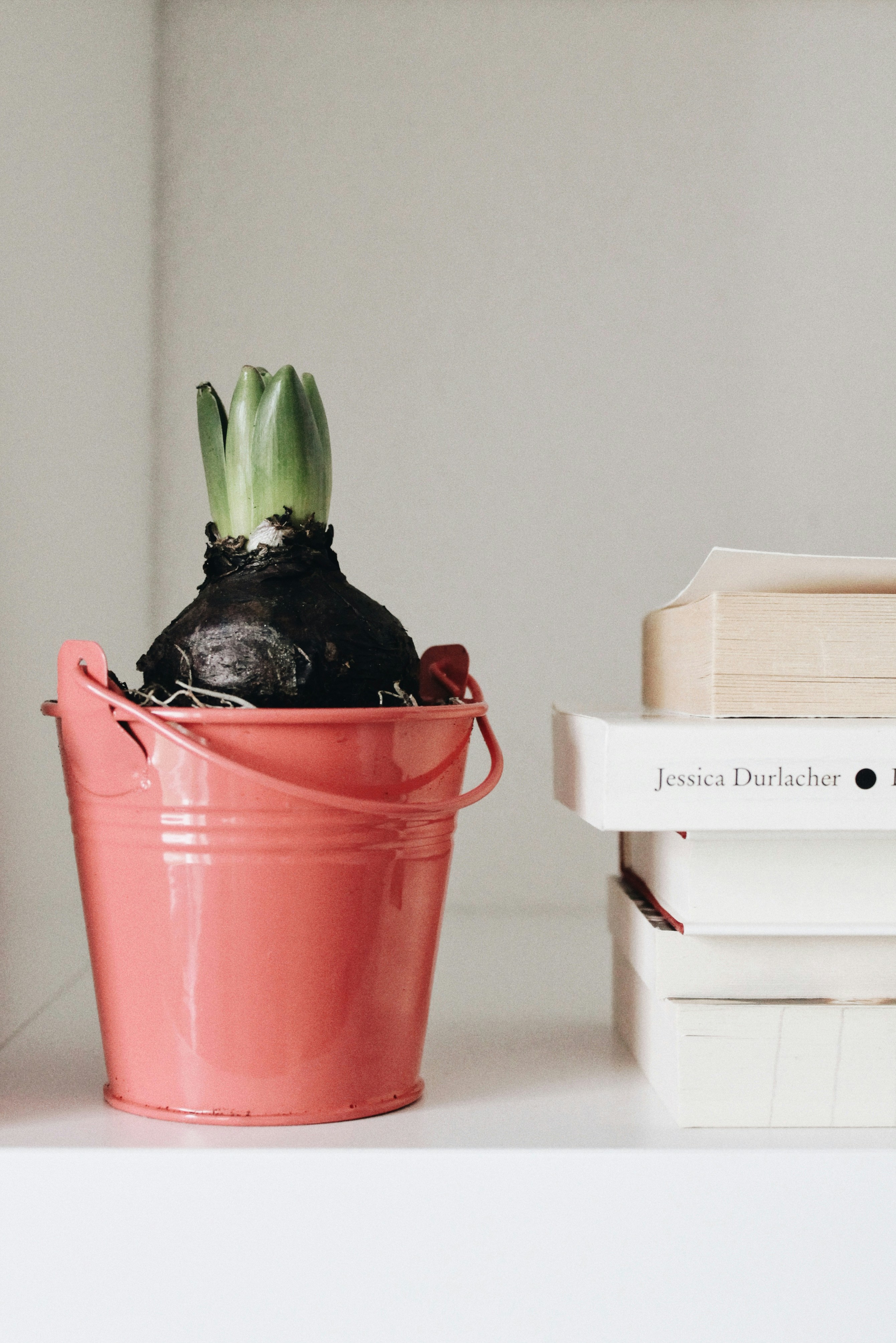 Emerald Sprout in a Coral Bucket Beside a Quiet Bookshelf