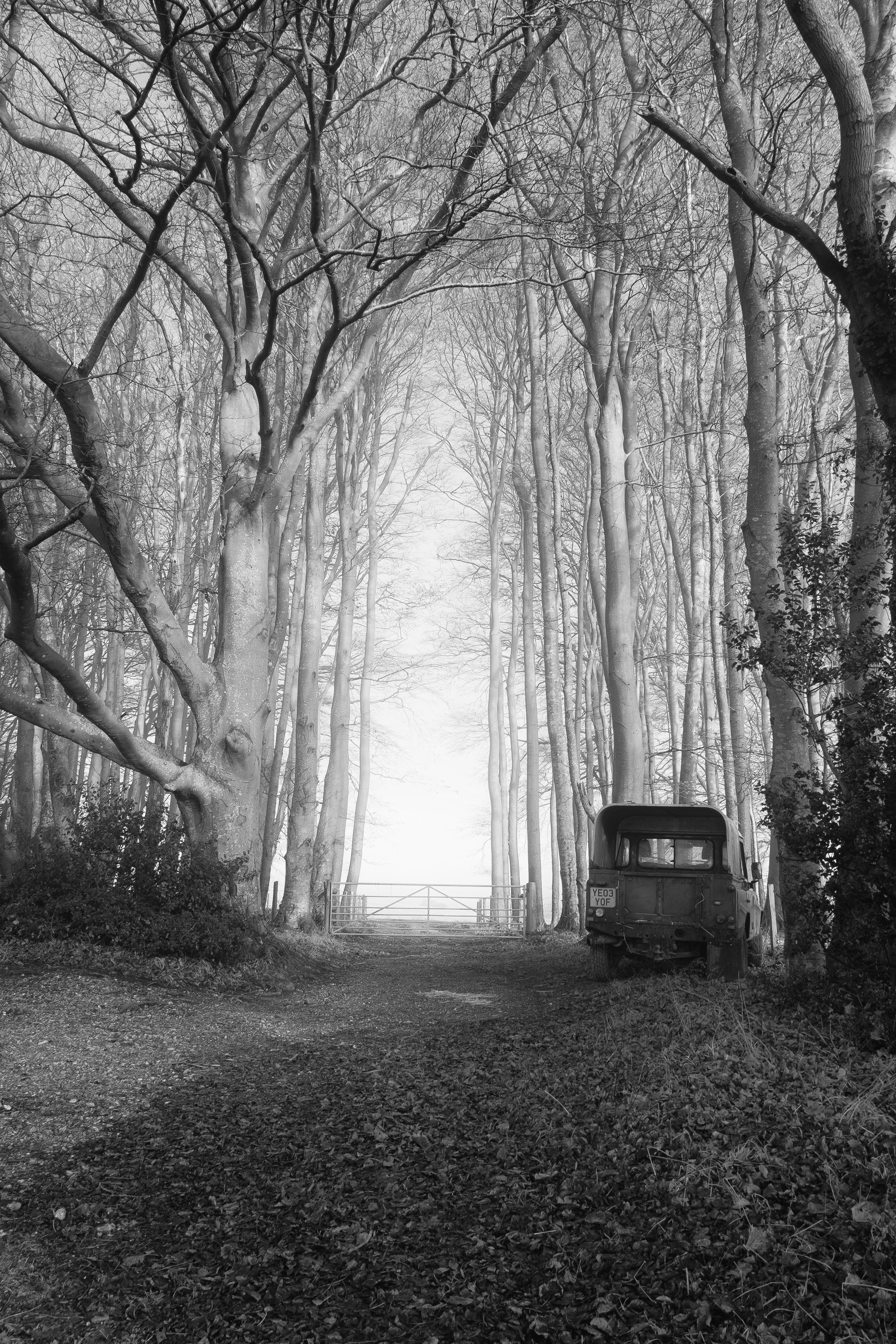 A narrow, tree-lined path leads to a distant gate, flanked by tall, bare trees and an old vehicle resting in the underbrush.