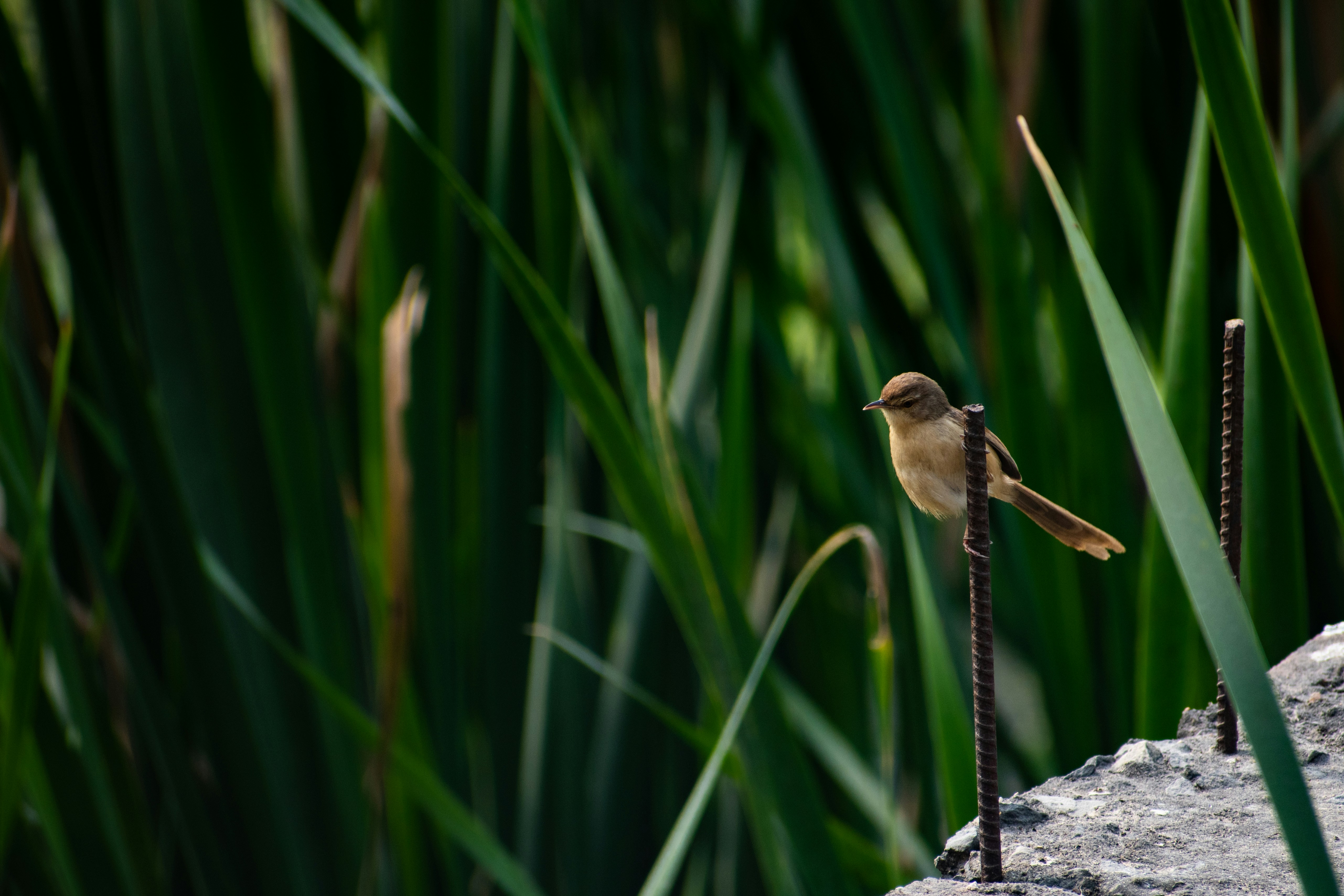 Perch in the Reeds: A Tiny Warbler on a Rusted Rod