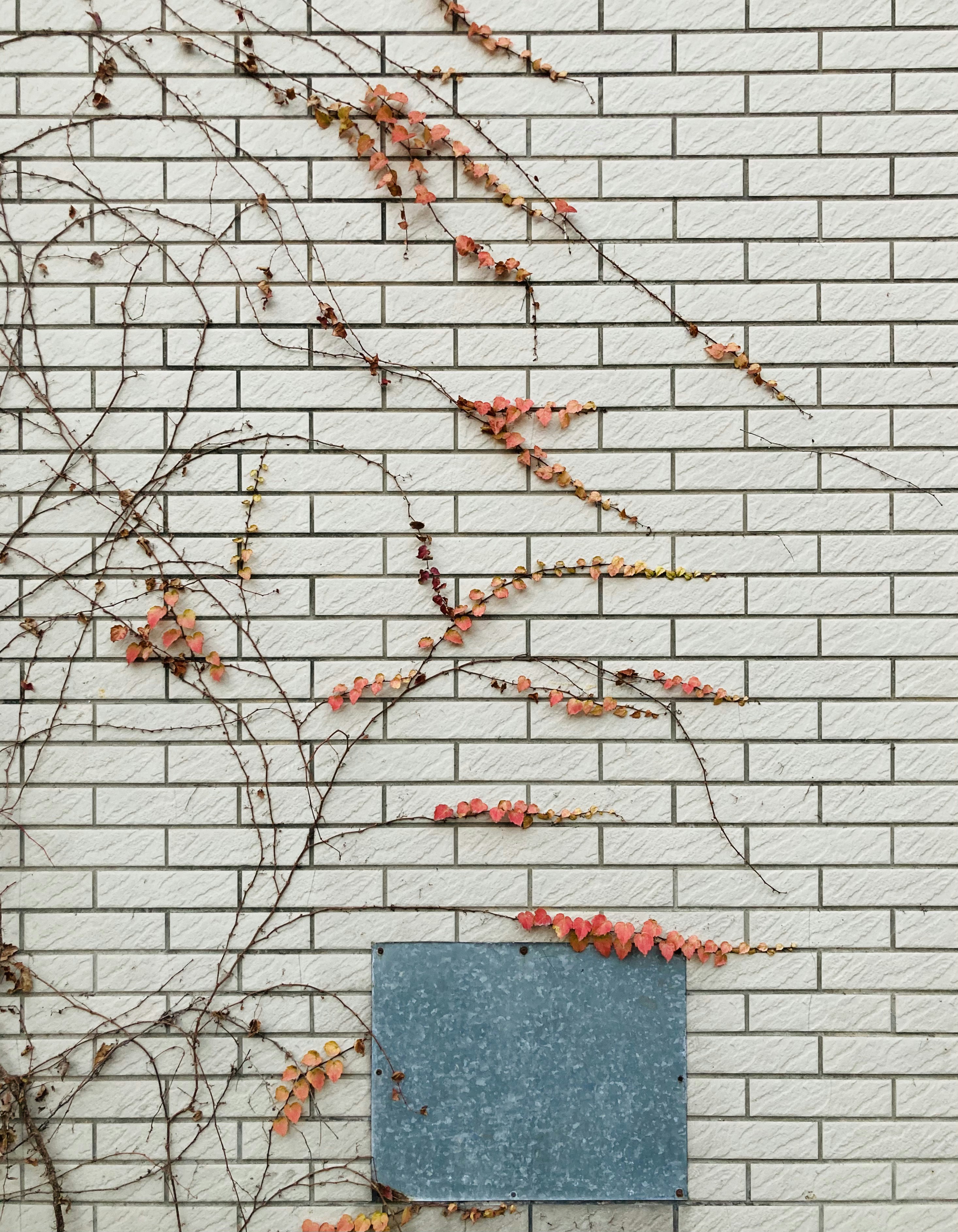 Wall Papers Pictures | Download Free Images on Unsplash