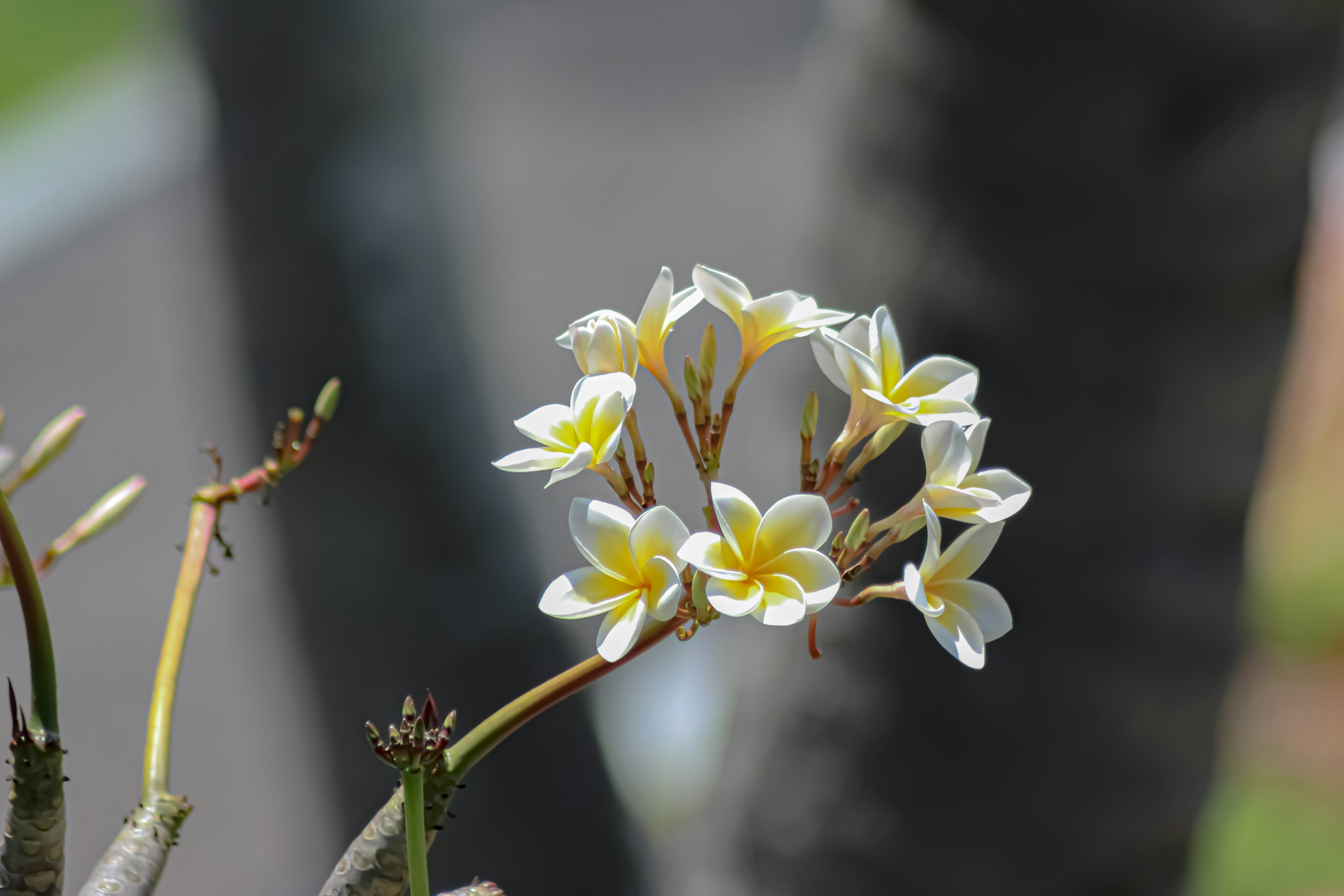 Blooming Plumeria Crown: A Delicate Cluster in Soft Focus Urban Light