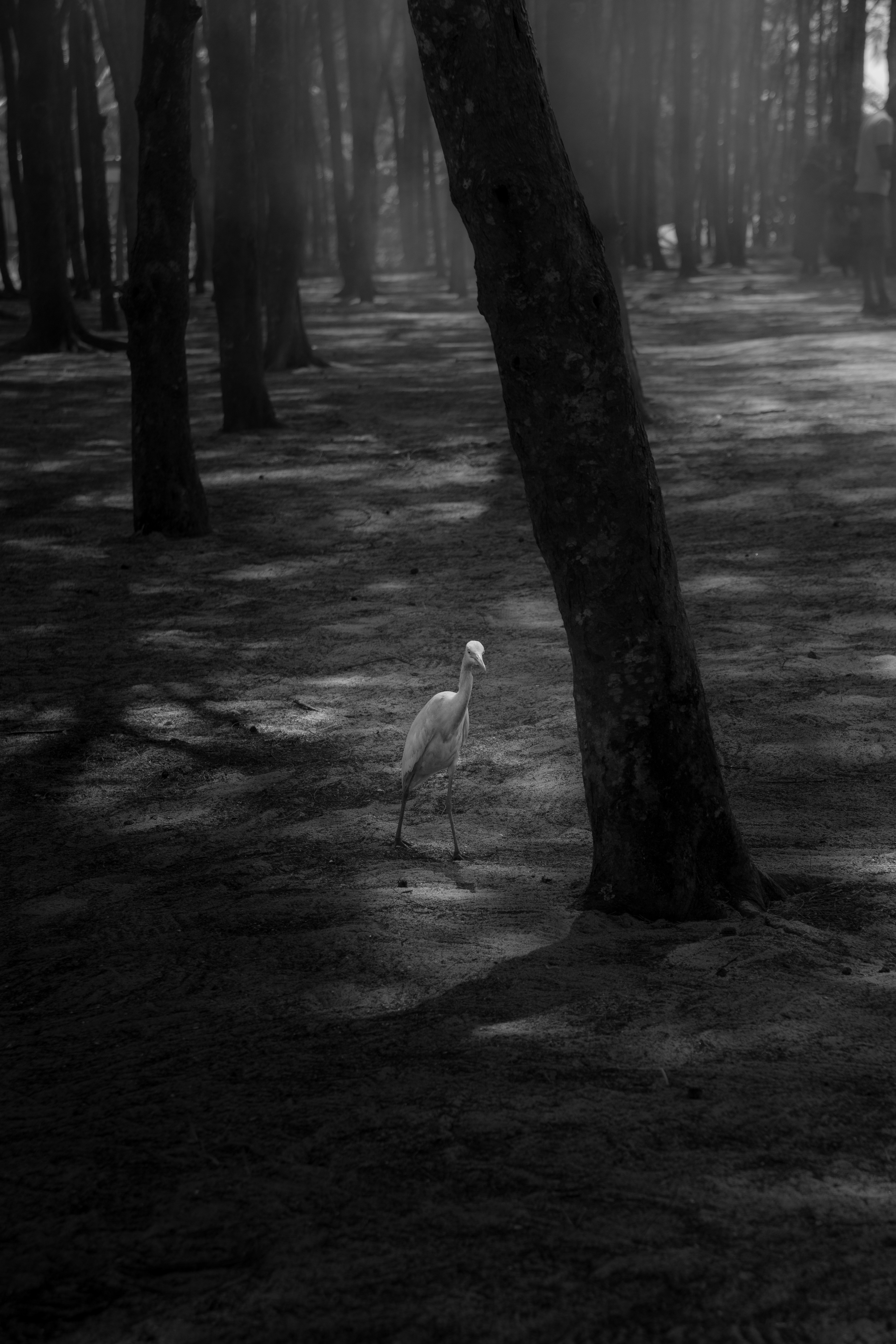 grayscale photography of white bird on tree branch