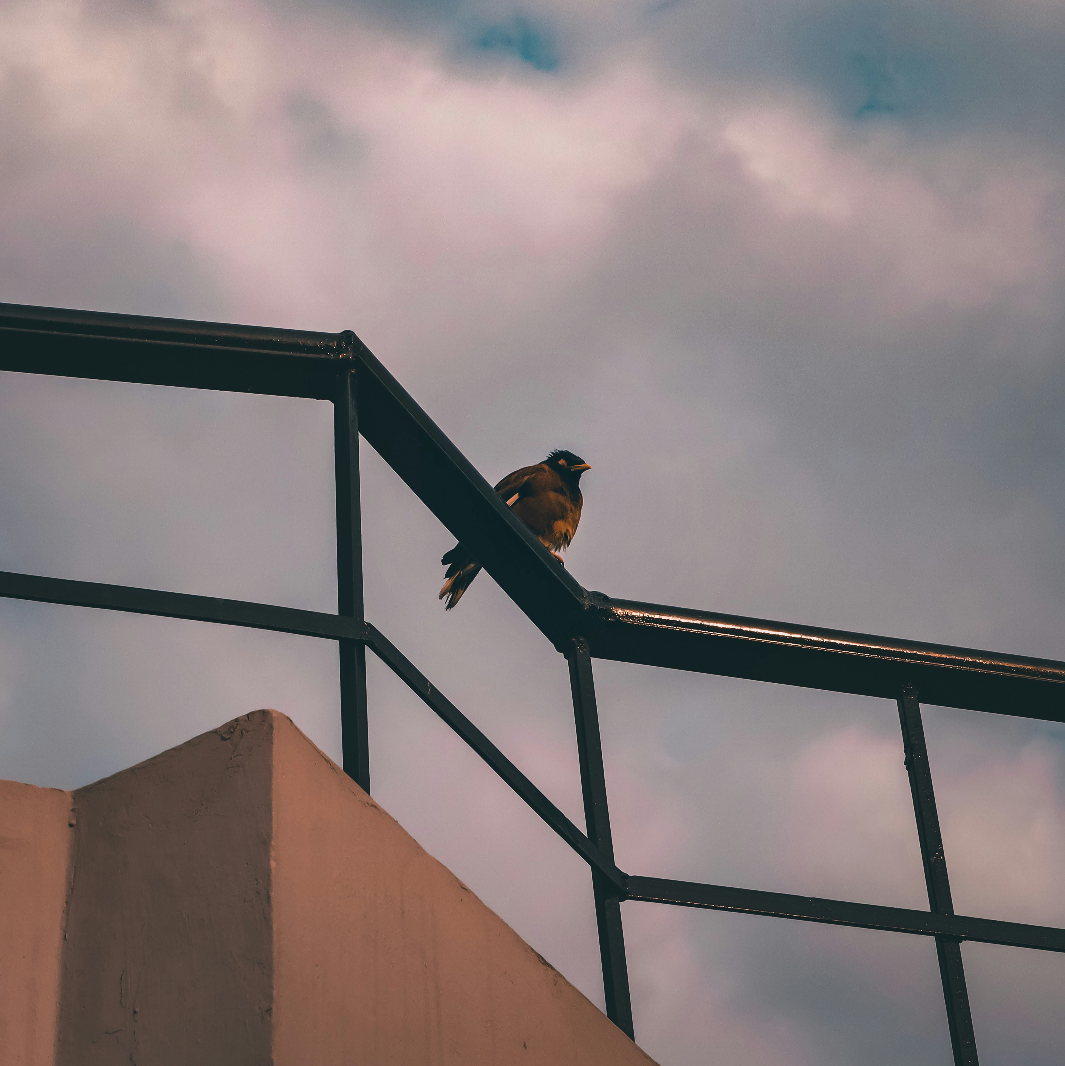Perched on the Edge: A Sparrow on Rooftop Rails