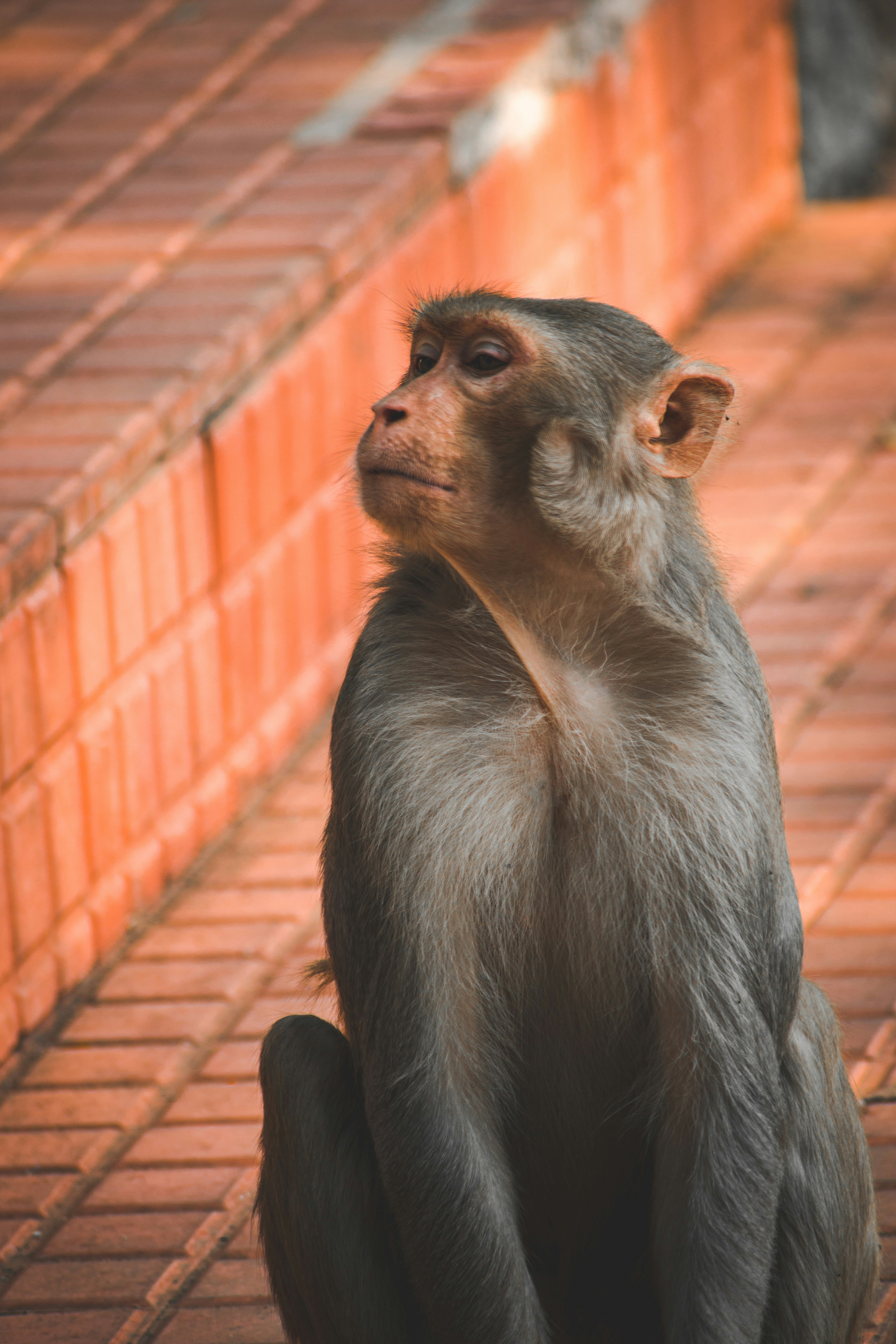Brick-Terraced Gaze: A macaque surveys the scene