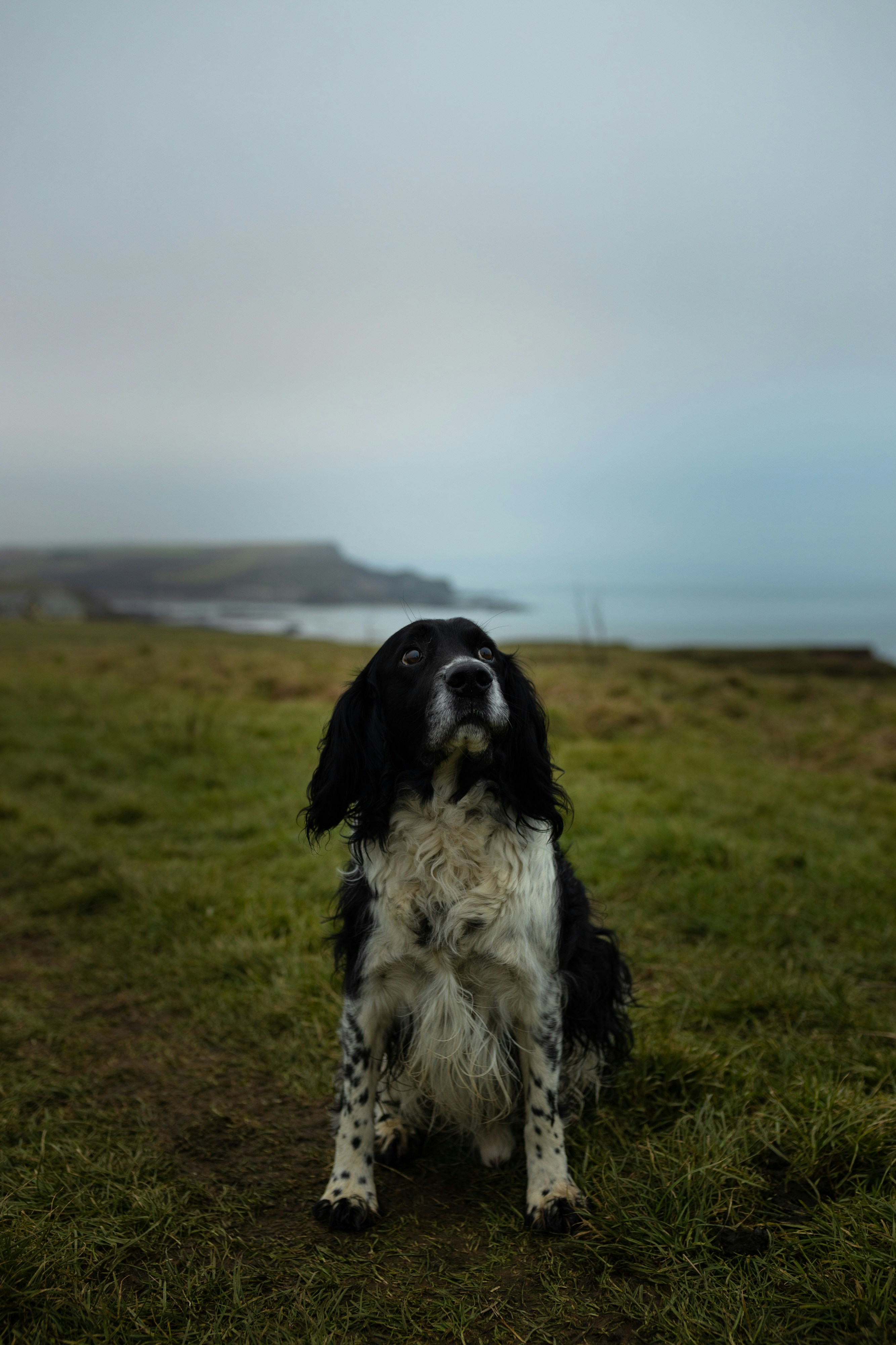A black and white dog sits attentively on a grassy hillside overlooking a serene coastal landscape, shrouded in mist.