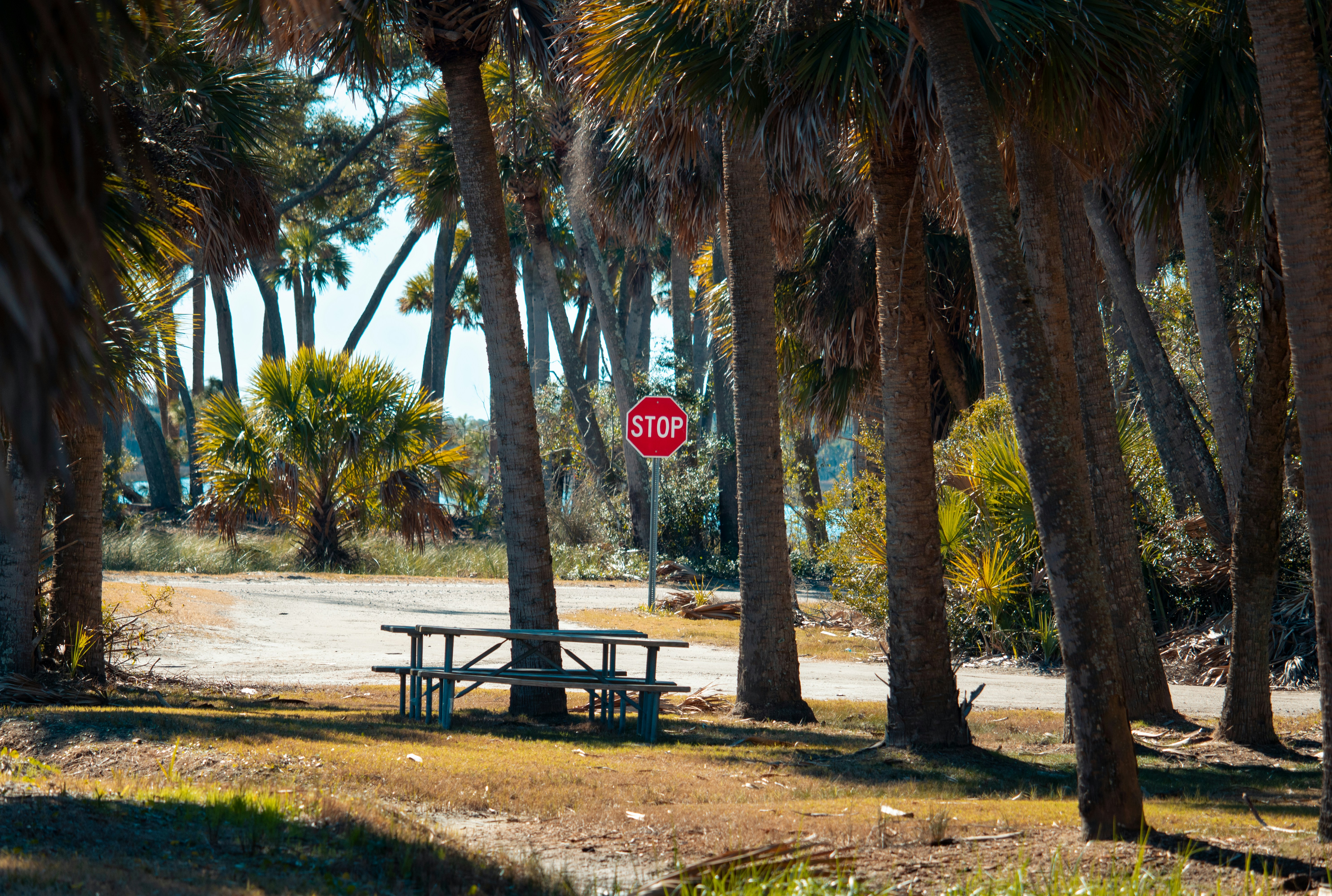 A stop sign stands prominently amidst palm trees, with a picnic table in the foreground, creating a serene yet alert atmosphere.