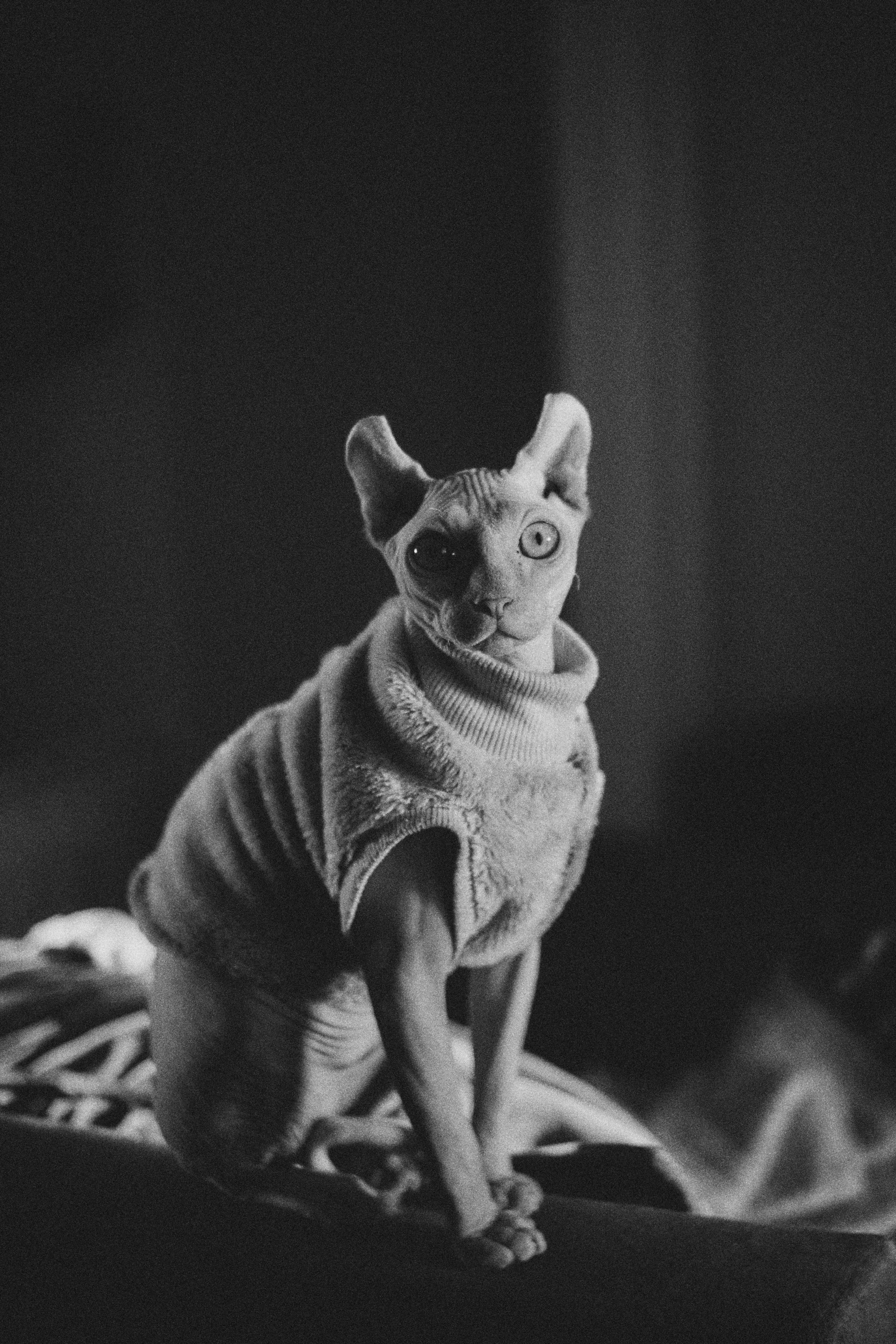 Sphynx cat dressed in a cozy sweater, sitting upright with an inquisitive gaze. The monochrome tones enhance the cat's unique features.