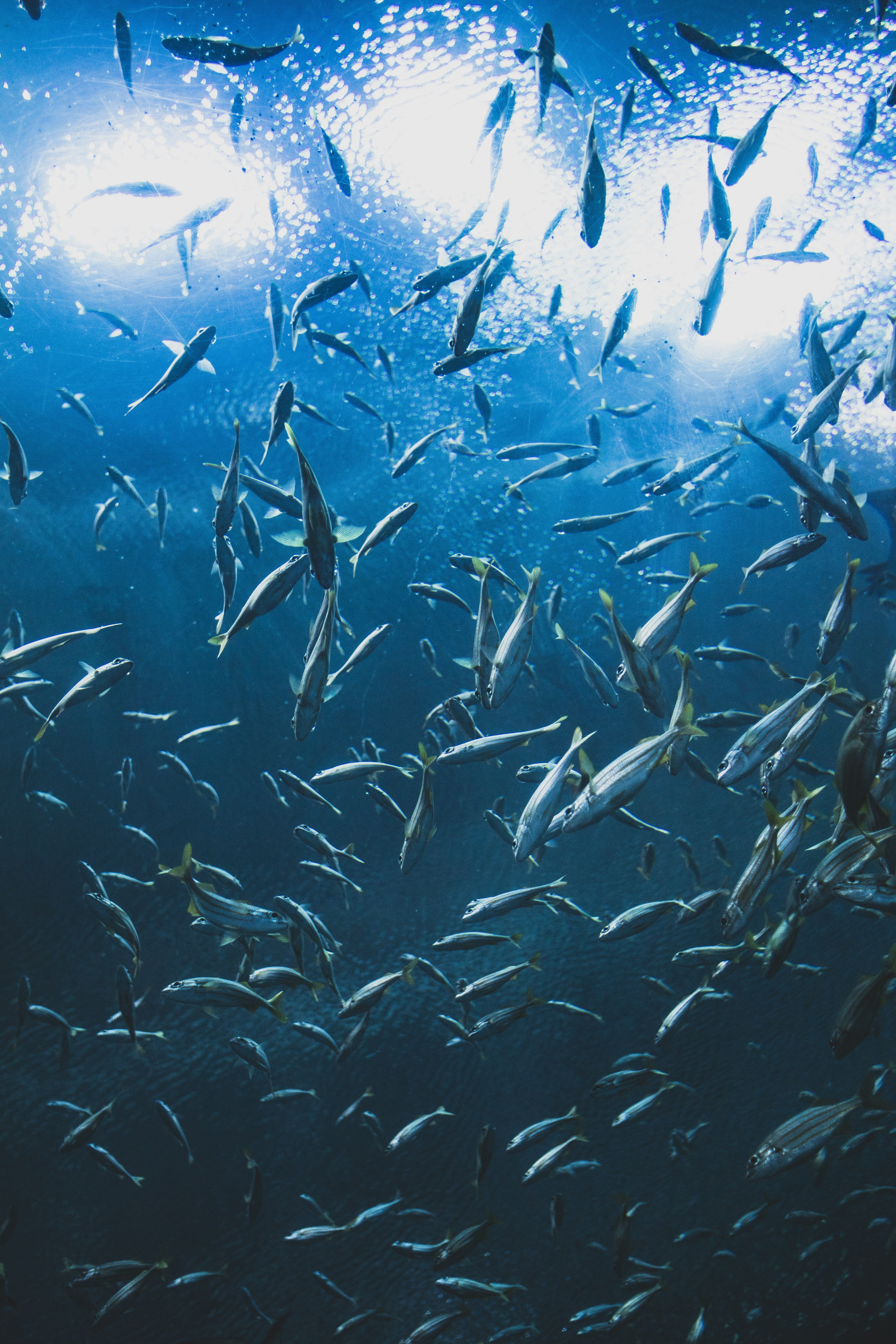 Banc de poissons sous l’eau photo – Image gratuite de Atlanta sur Unsplash