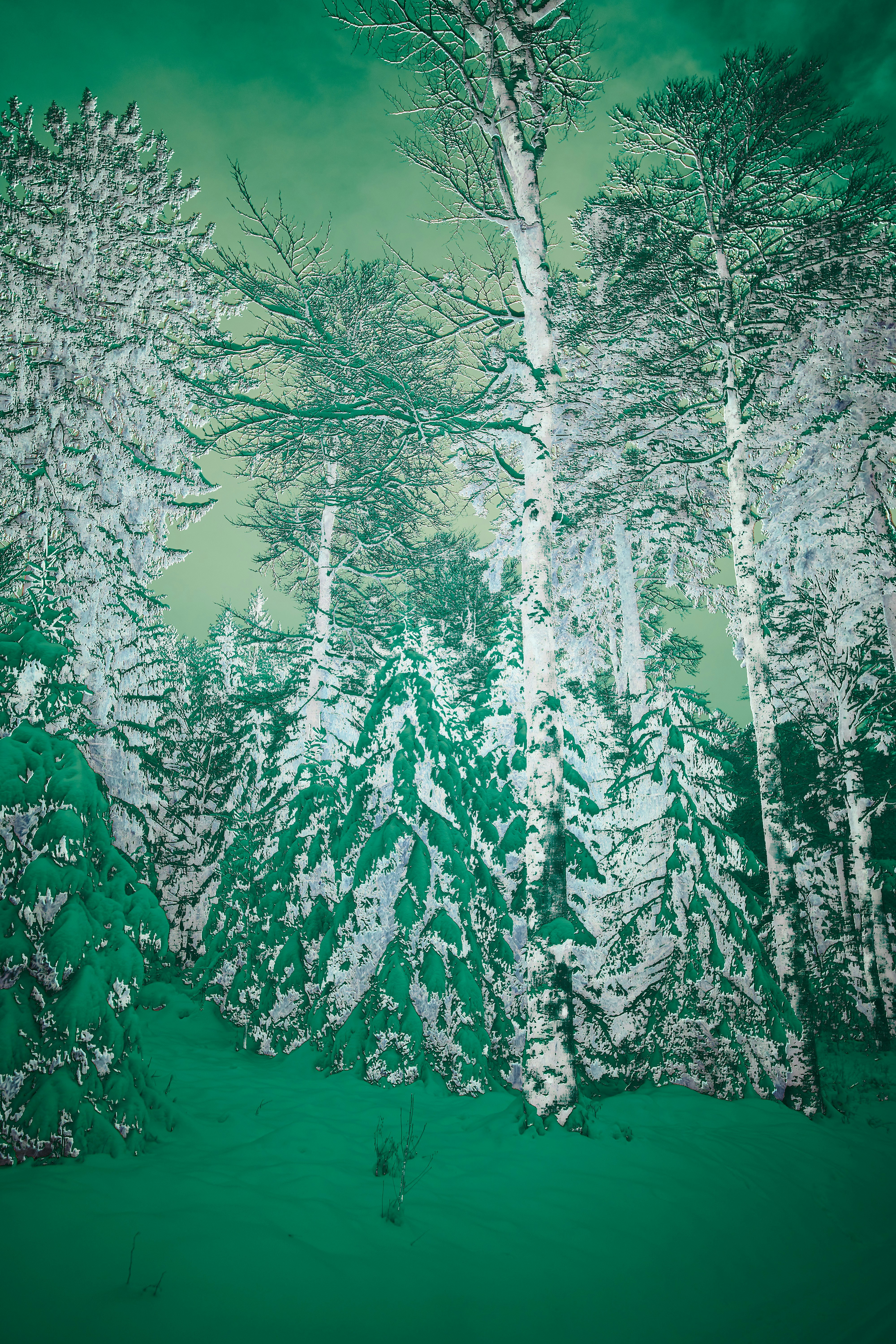 Verdant Silence: Snowy Pines Against a Teal-Tinted Sky