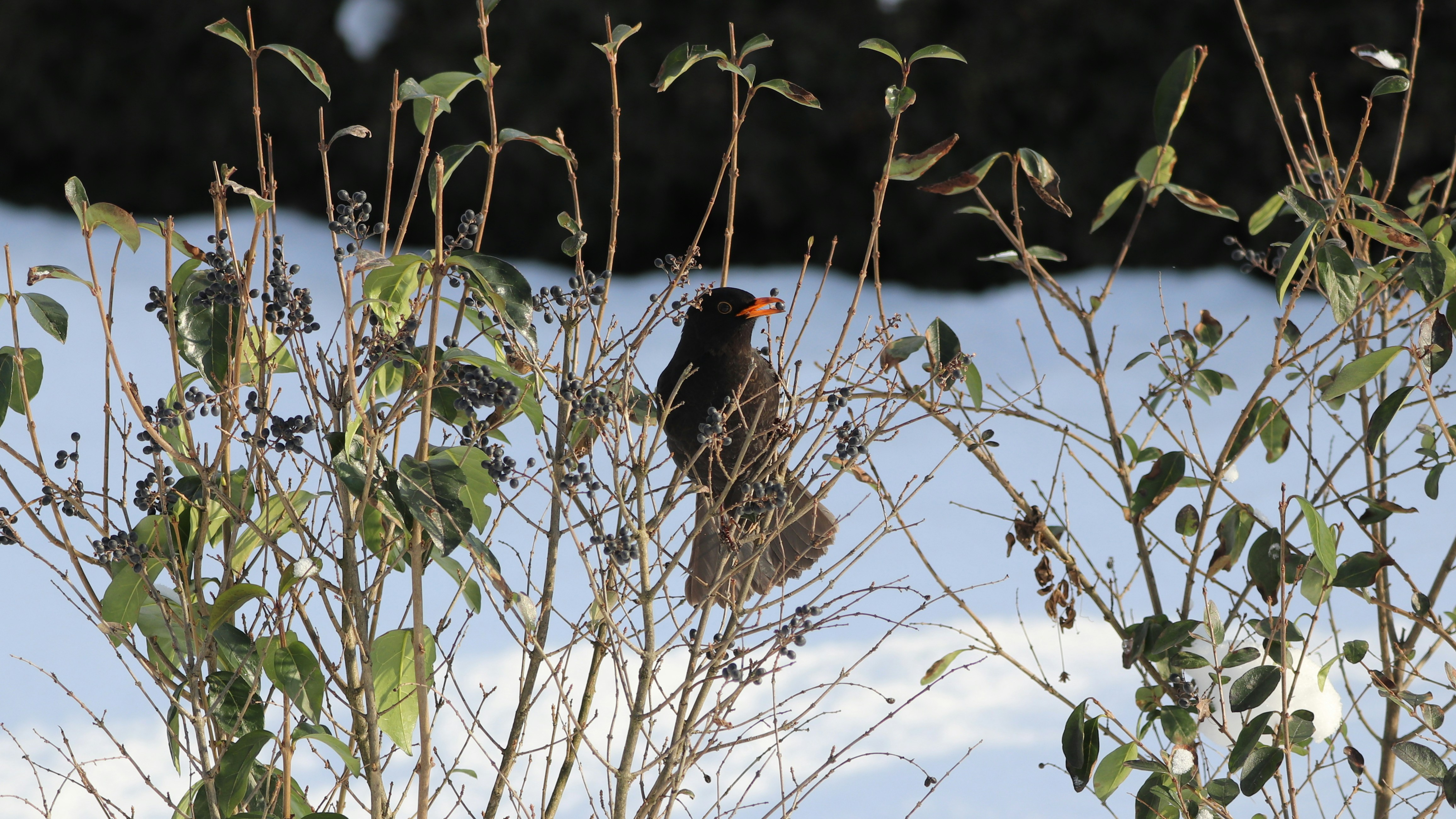 A blackbird perched among winter foliage, surrounded by snow-covered ground and subtle hints of berries.