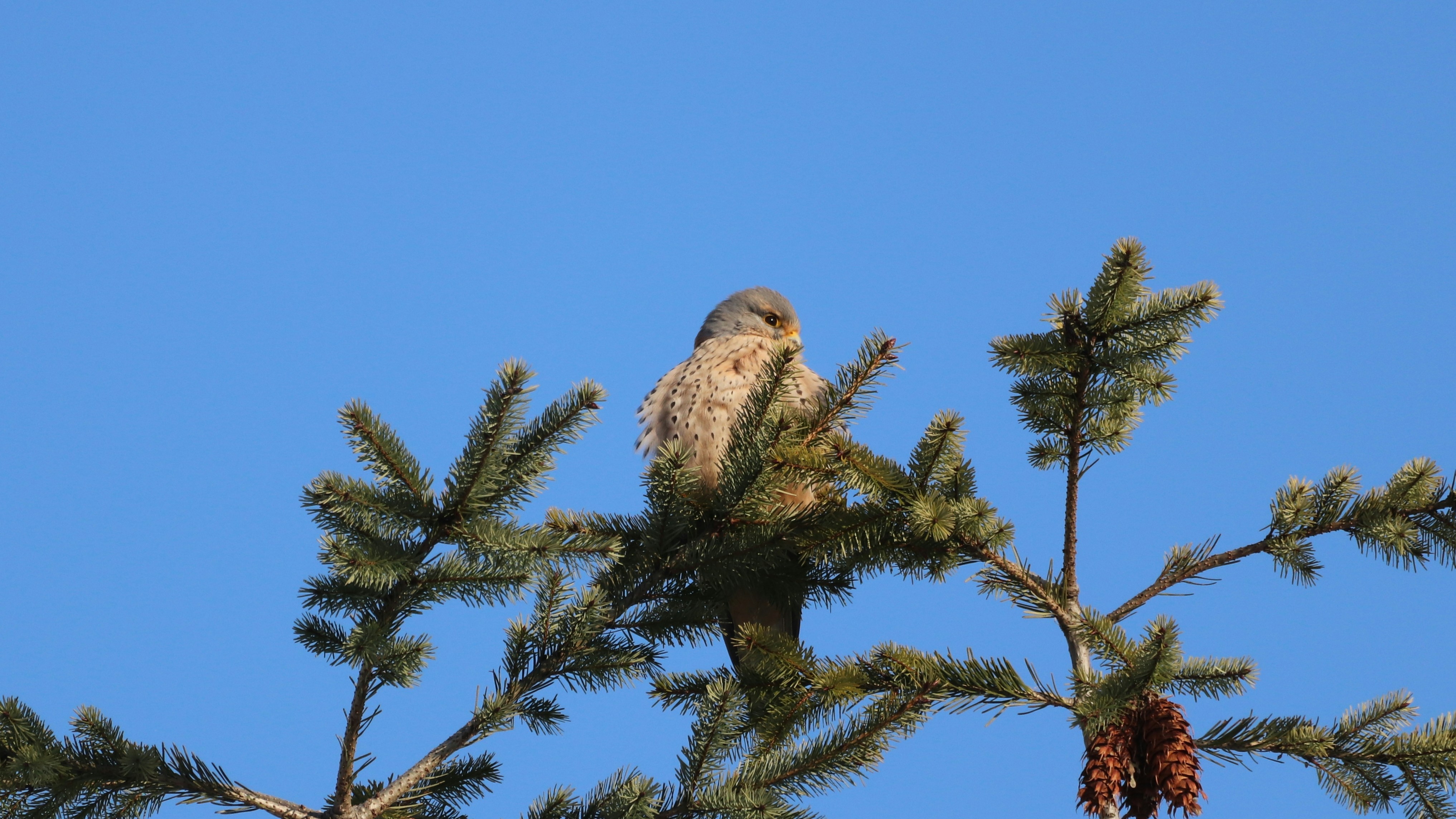 Blue Sky Sentinel: A Raptor Guards the Pine