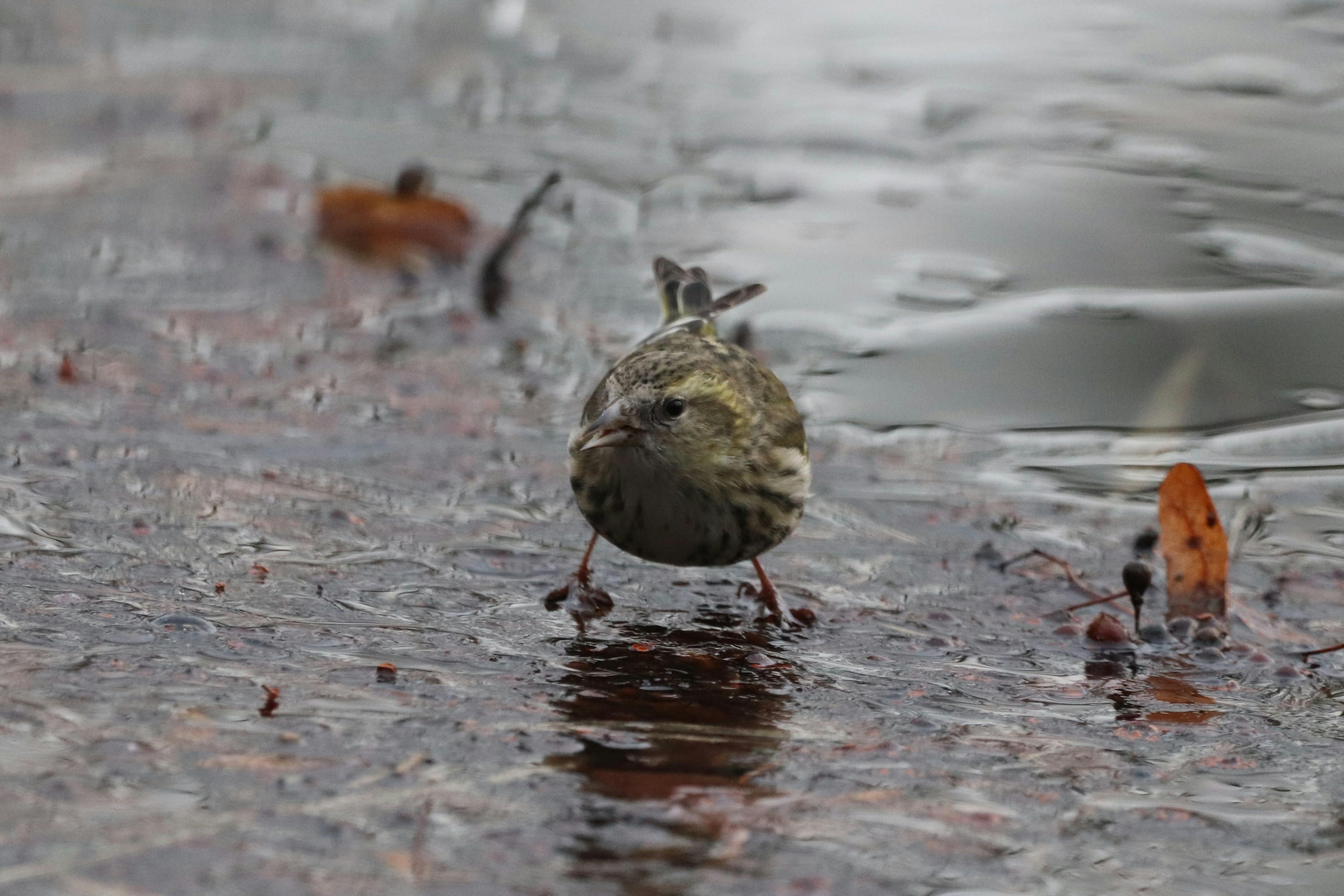 Rain-Washed Puddle Portrait: A Tiny Shorebird Anchored on a Muddy Shore