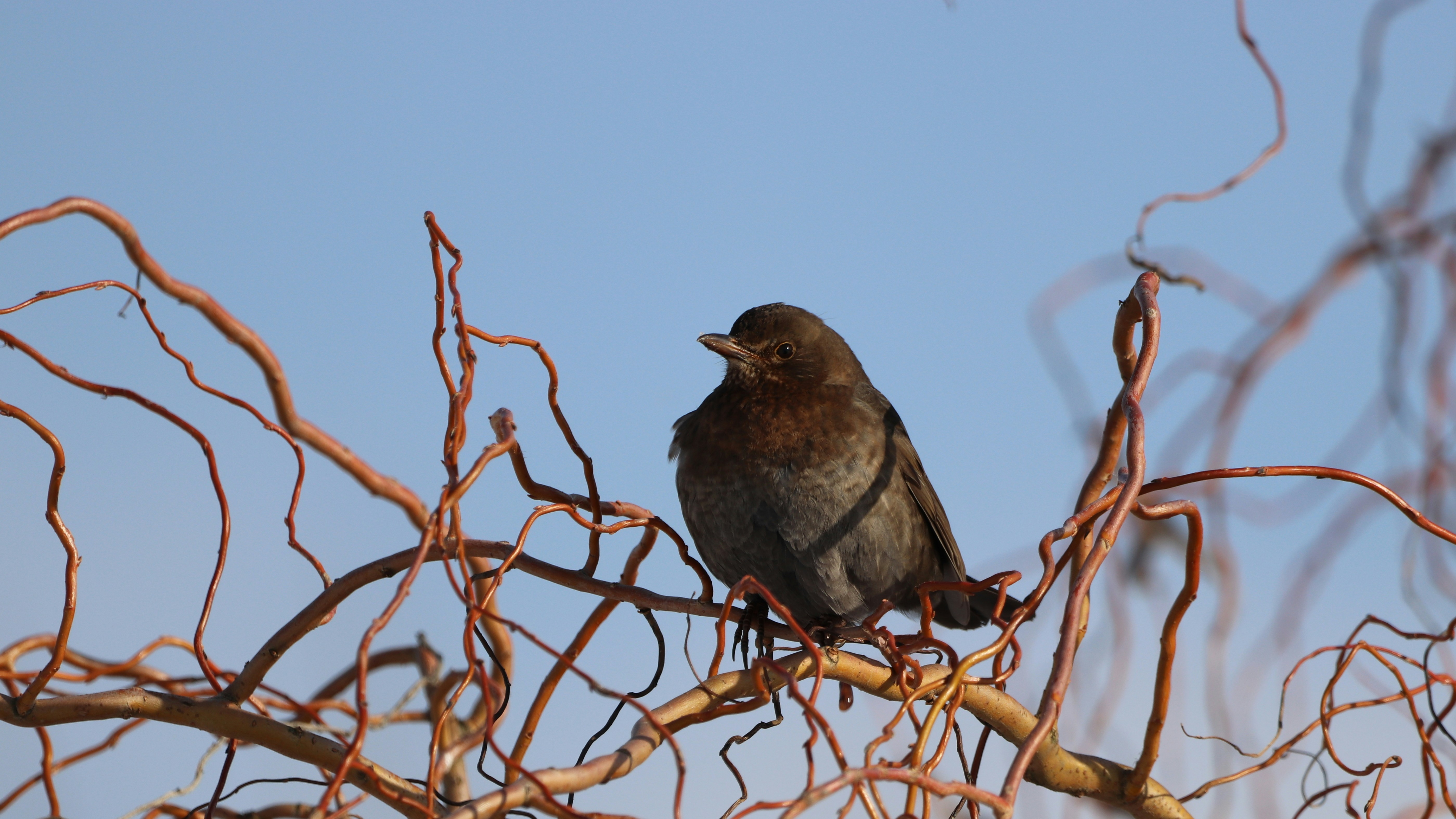 Common blackbird (Turdus merula) (Kos černý)
