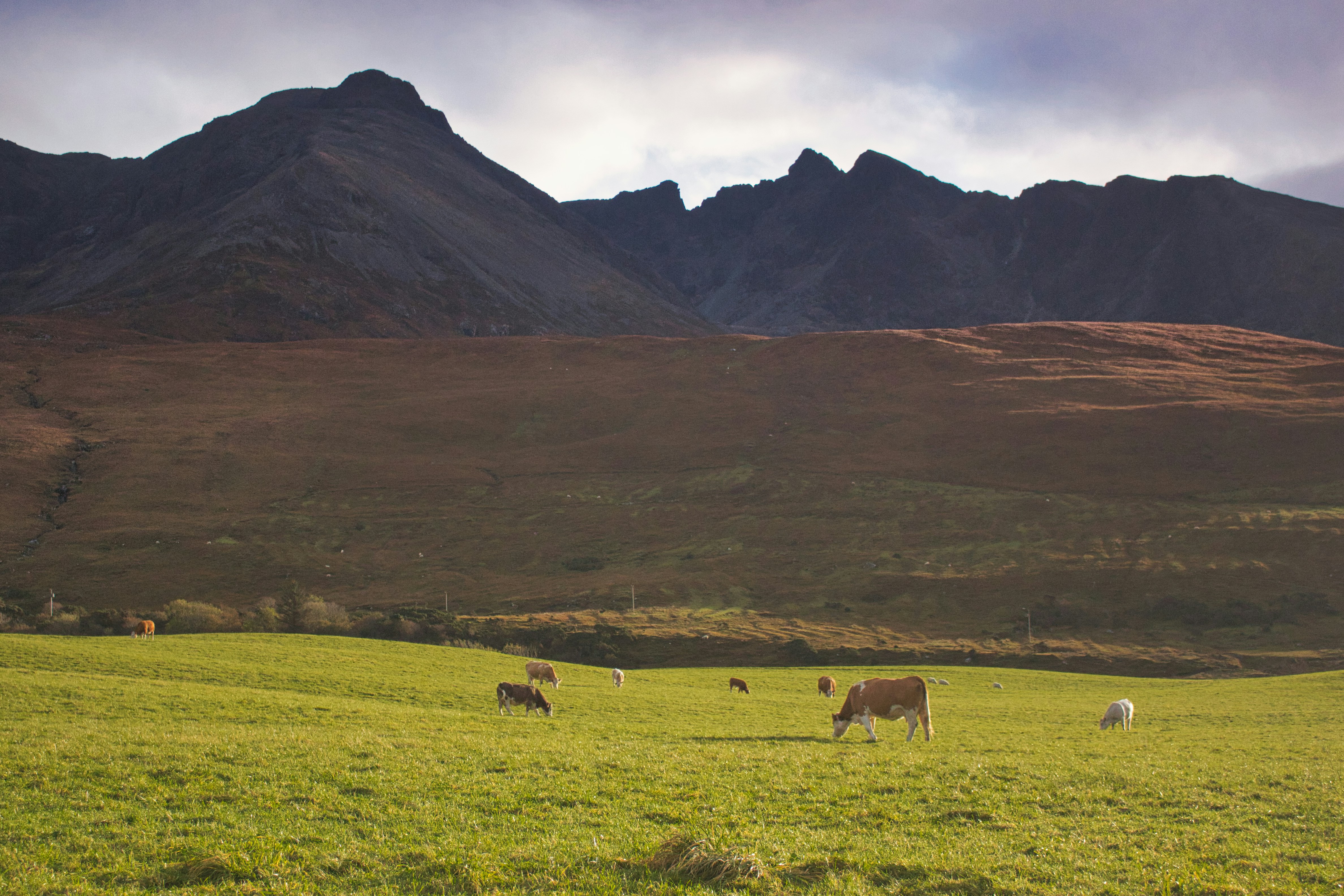 brown cow on green grass field near mountain during daytime