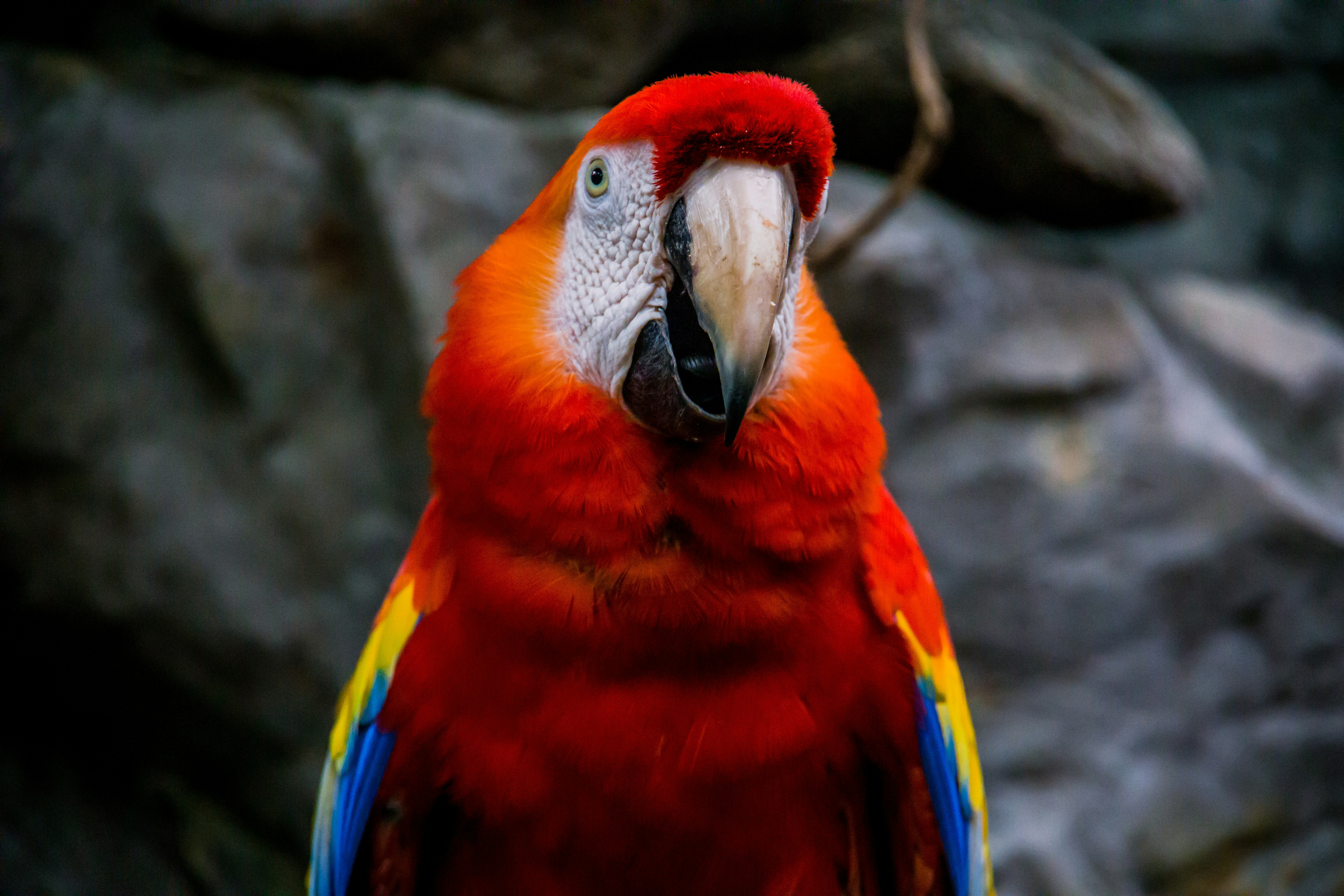 Parrot at the National Aquarium in Baltimore, Maryland.