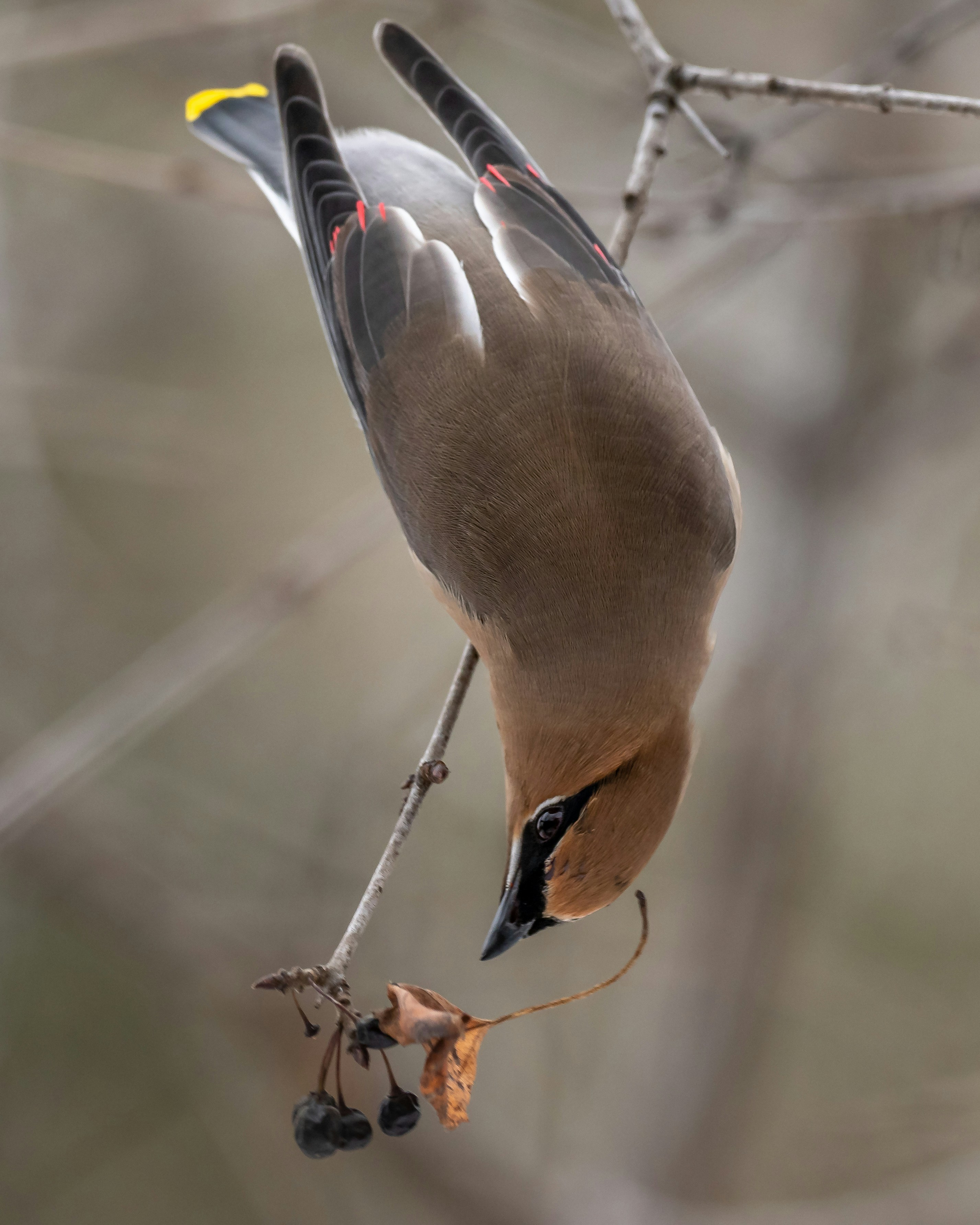 Upside-Down Eurasian Bullfinch Reaching for a Withered Leaf Cluster