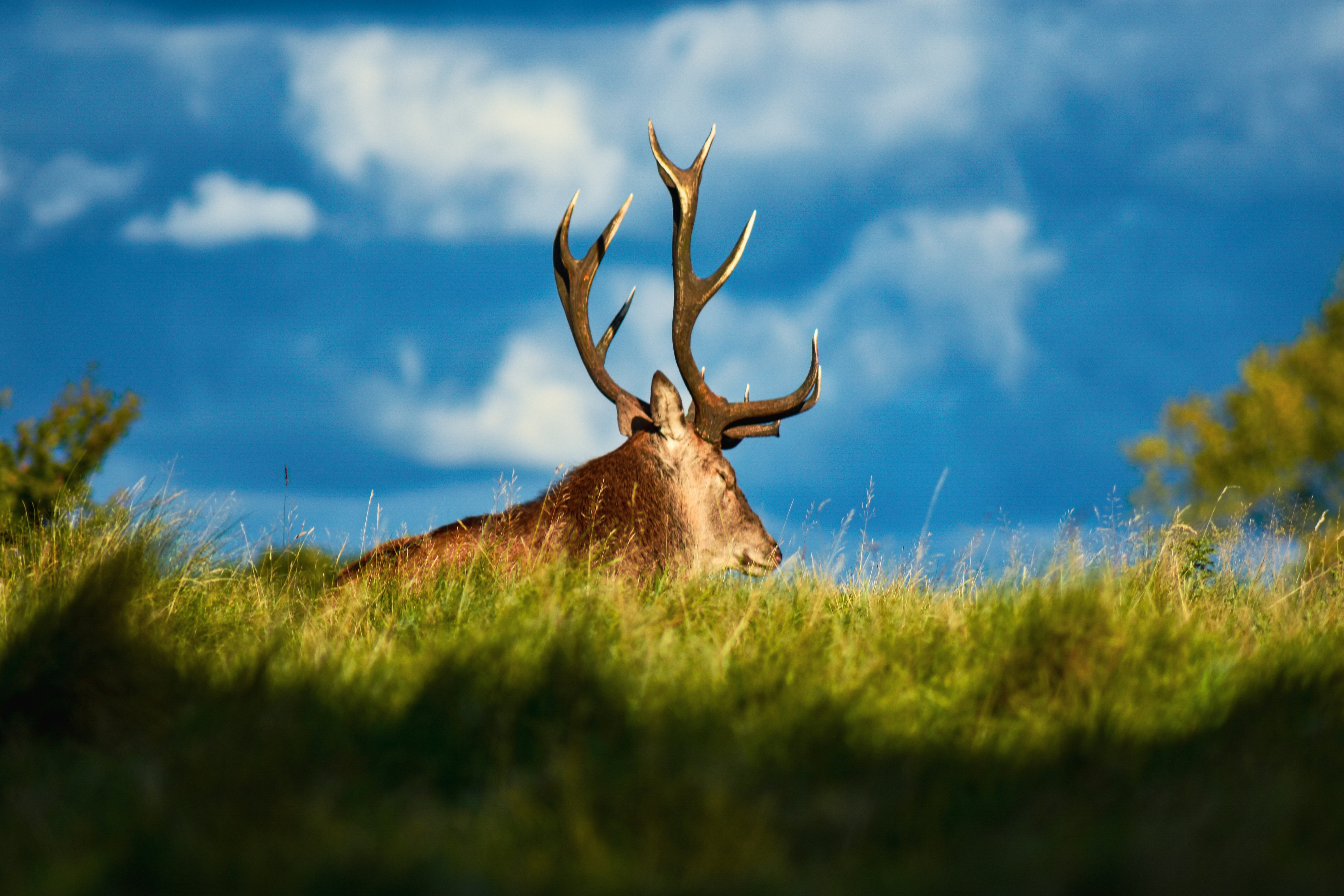 A regal stag rests among tall grass under a dramatic sky, showcasing its impressive antlers. The scene captures the essence of wildlife tranquility.