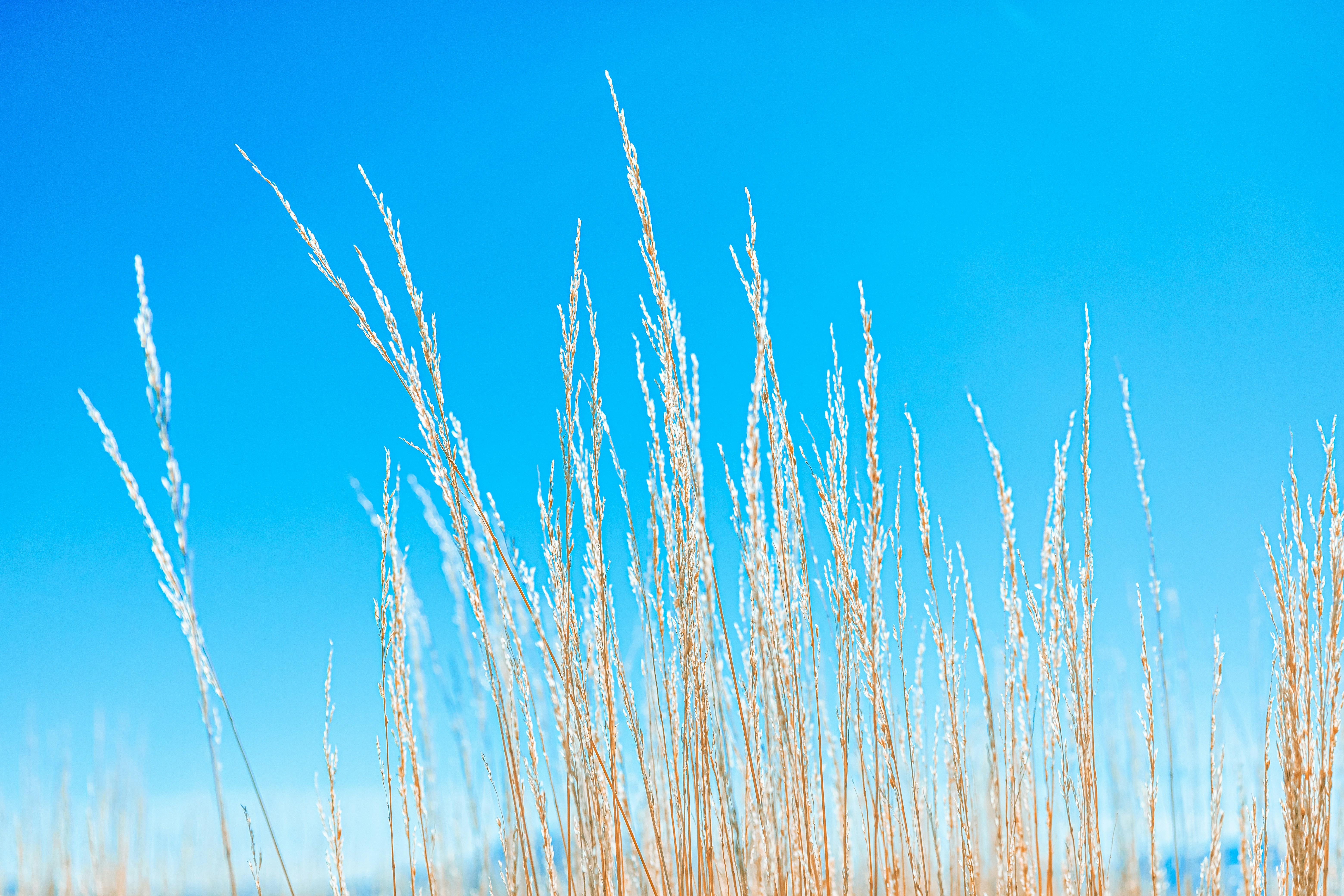 brown wheat field under blue sky during daytime