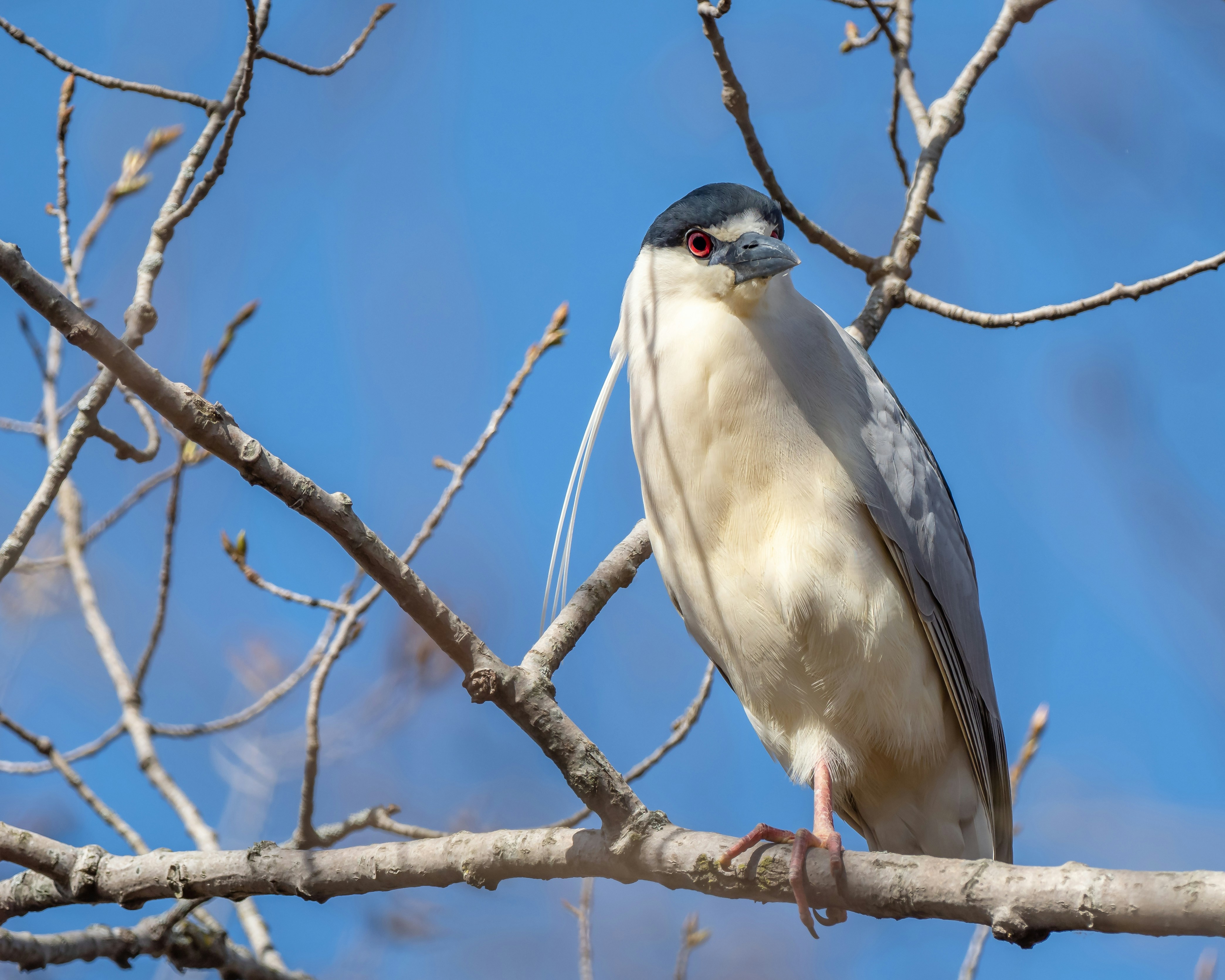 Crimson-Eyed Night Heron Perched on a Bare Branch Against a Cerulean Sky