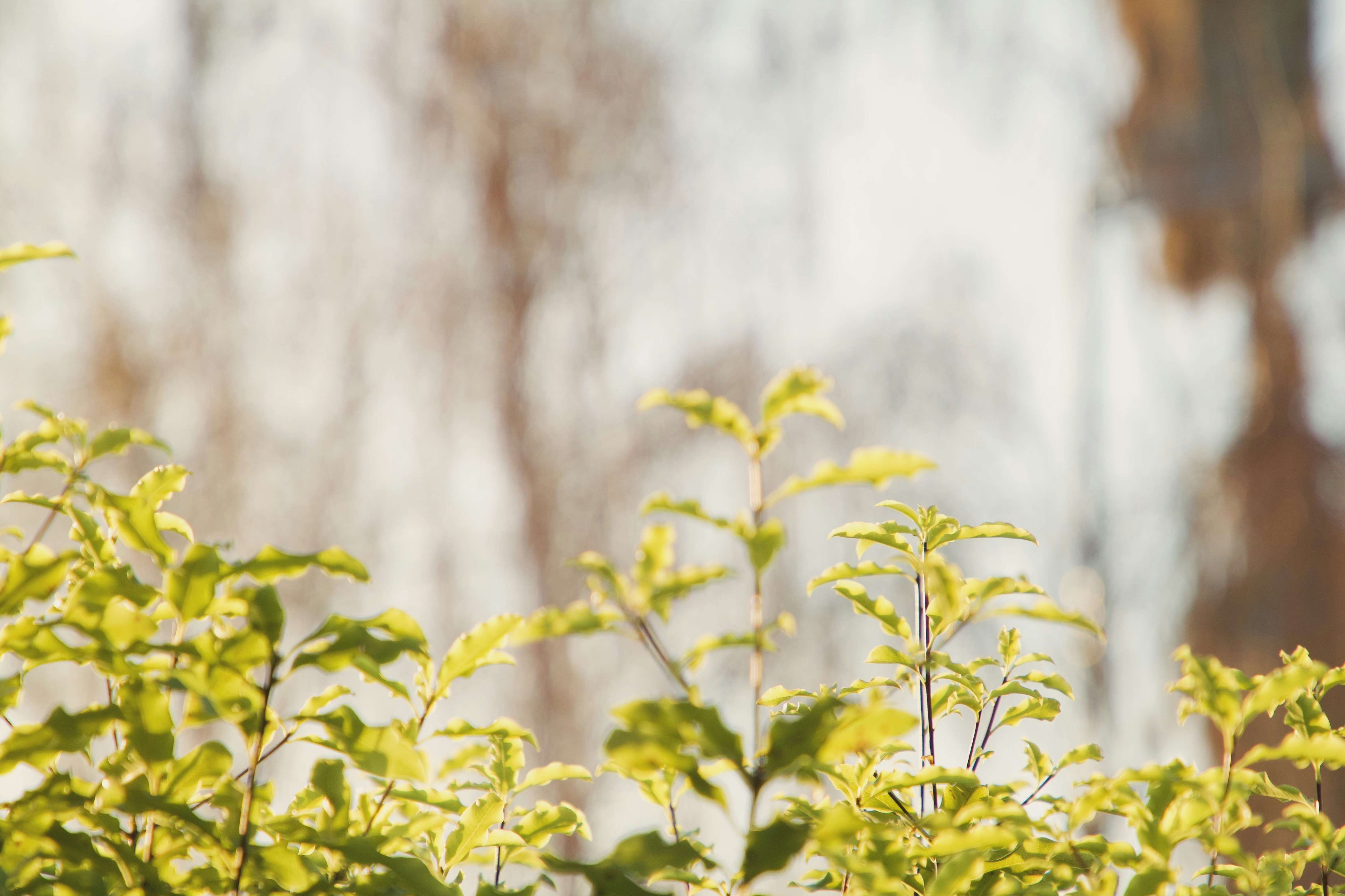 Sunlit Sprouts: Delicate Greenery Framed by Creamy Backdrop