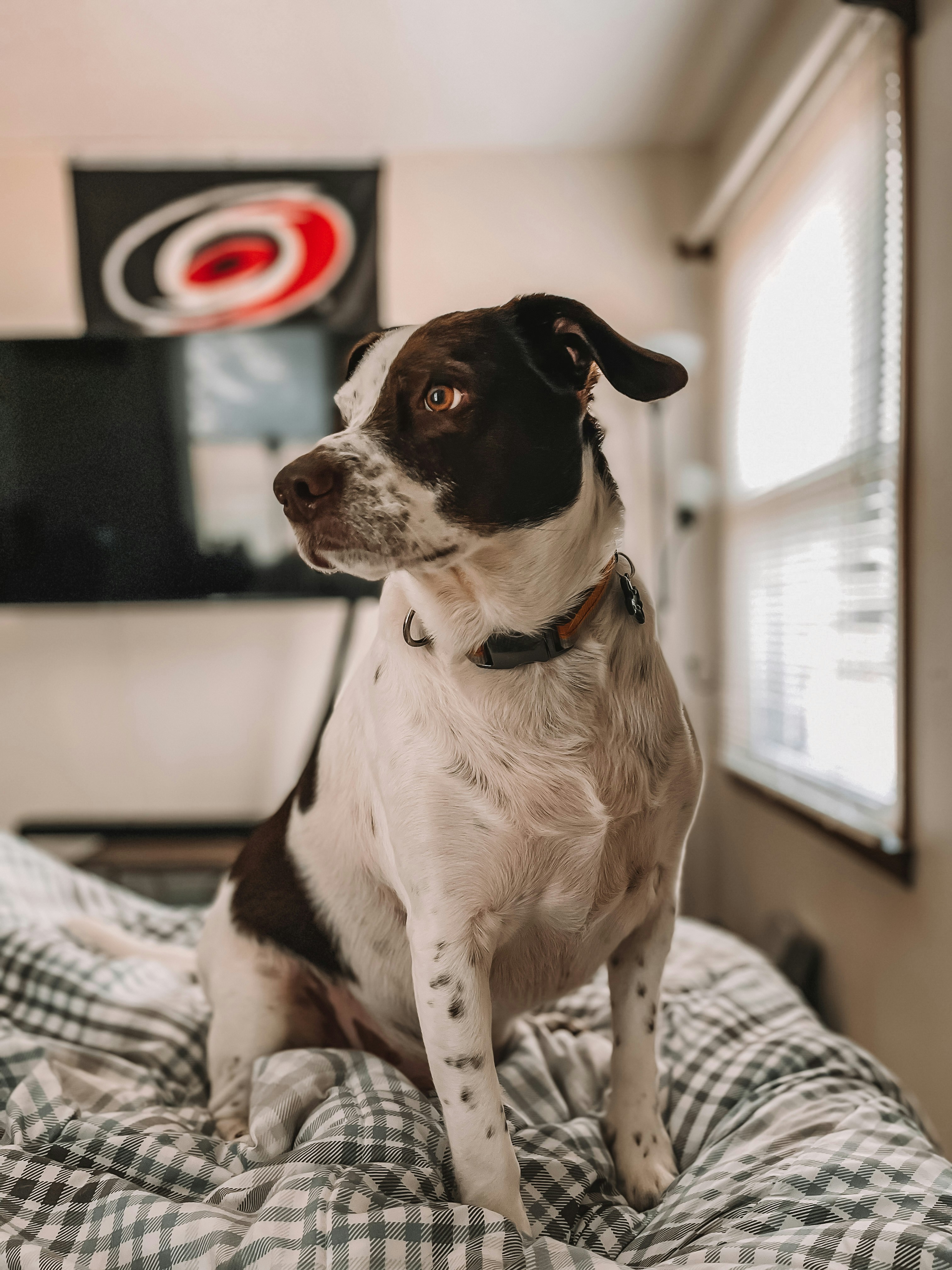 Loyal Observer on the Bed: A Black-and-White Hound Pauses By the Window