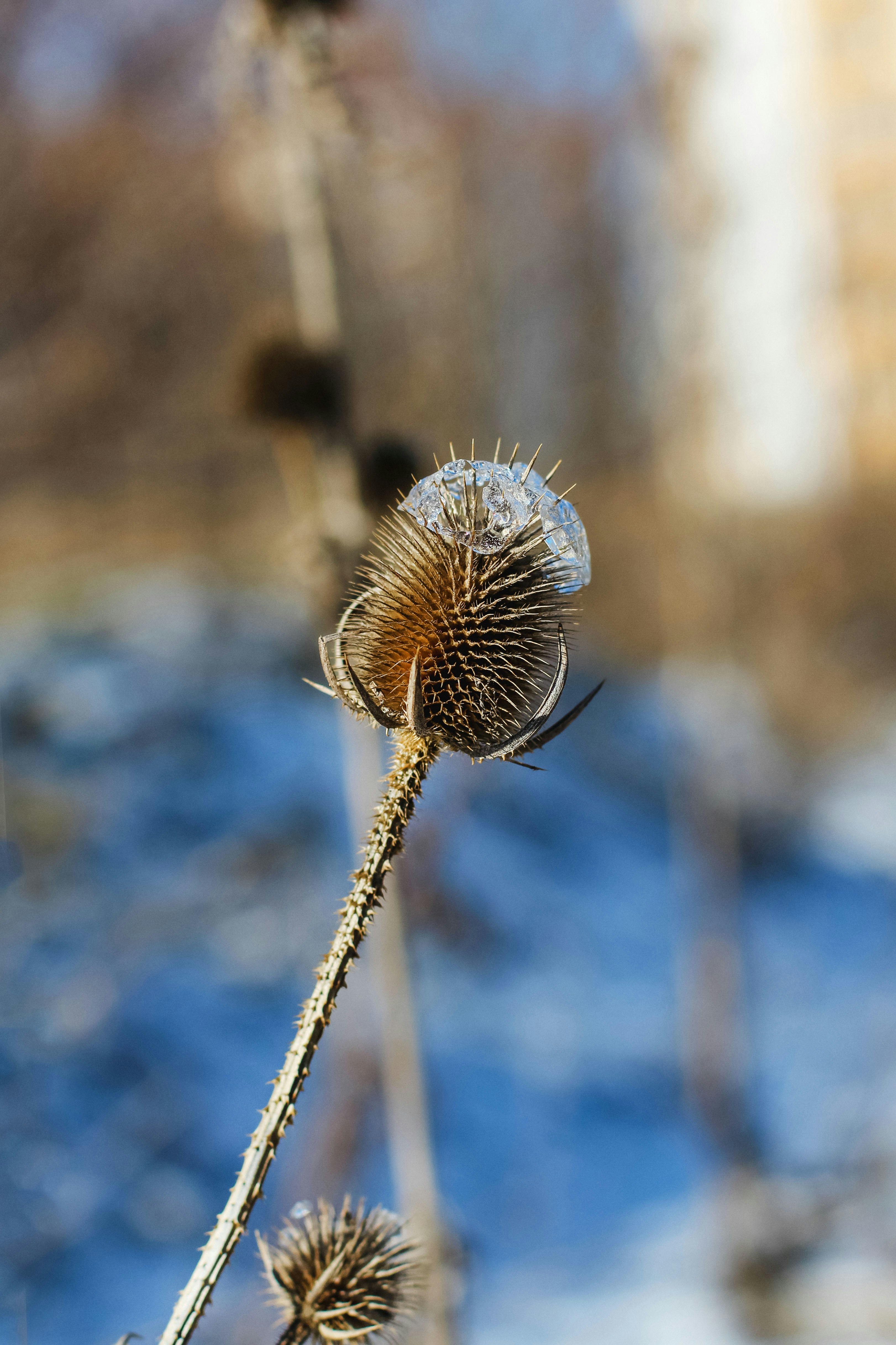 Dried thistle head glistening with frost against a blurred winter background. The intricate details of the plant are highlighted by the soft sunlight.