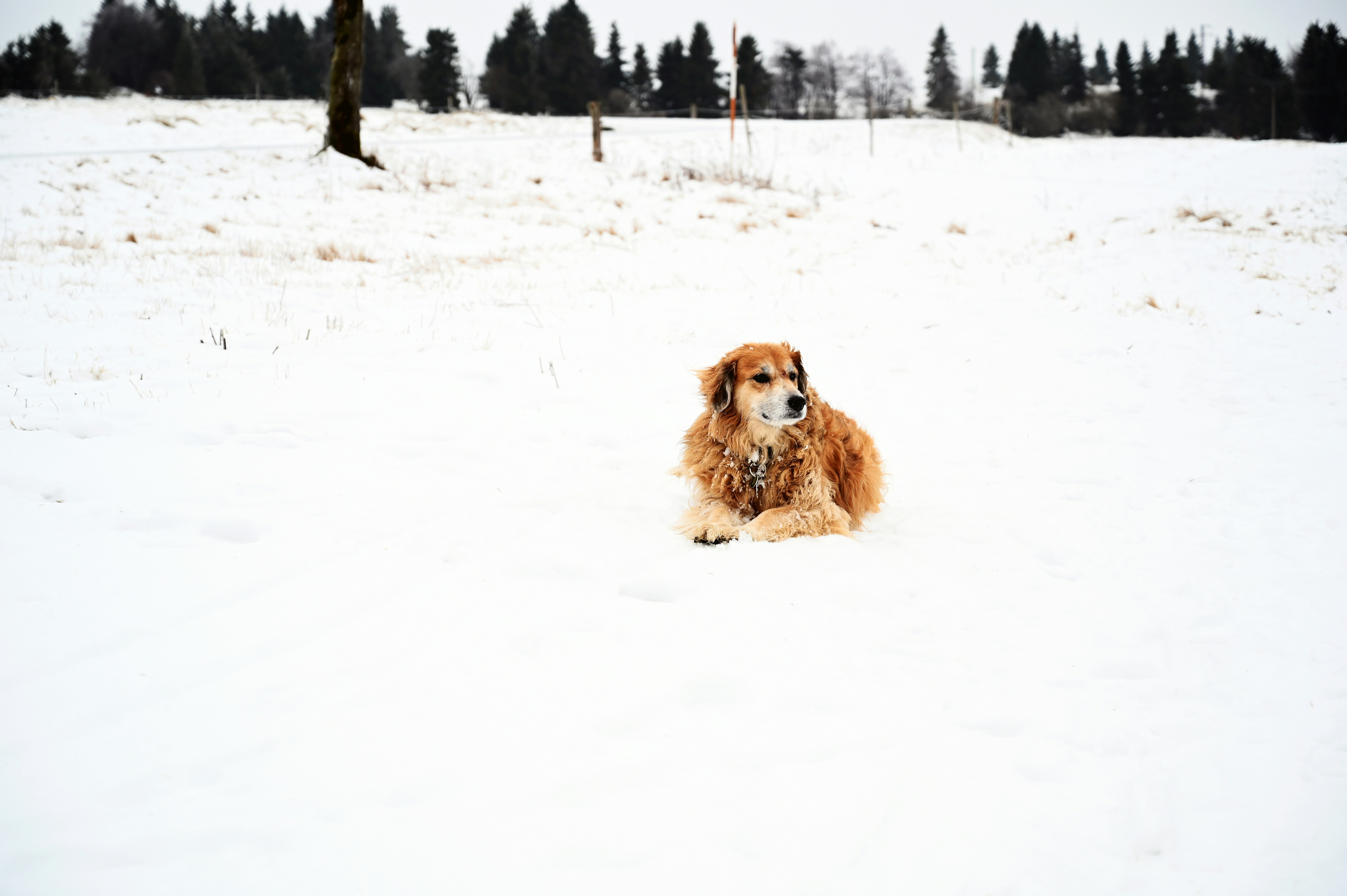 the lonely dog in snowElke Karin Lugert